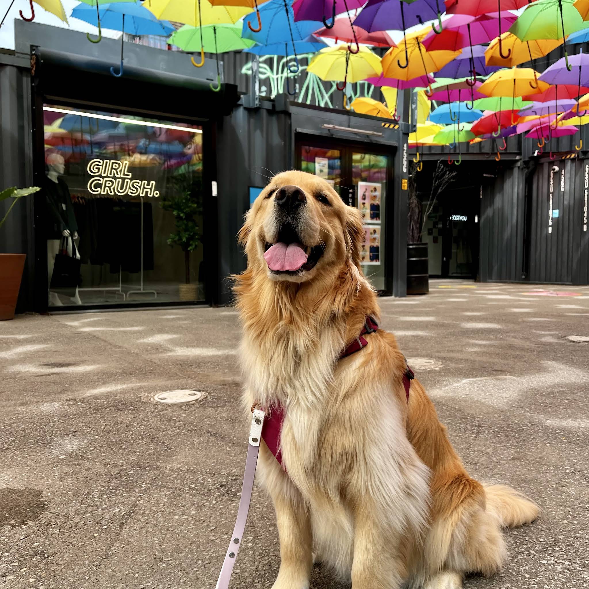 Post from Daisy & Maple