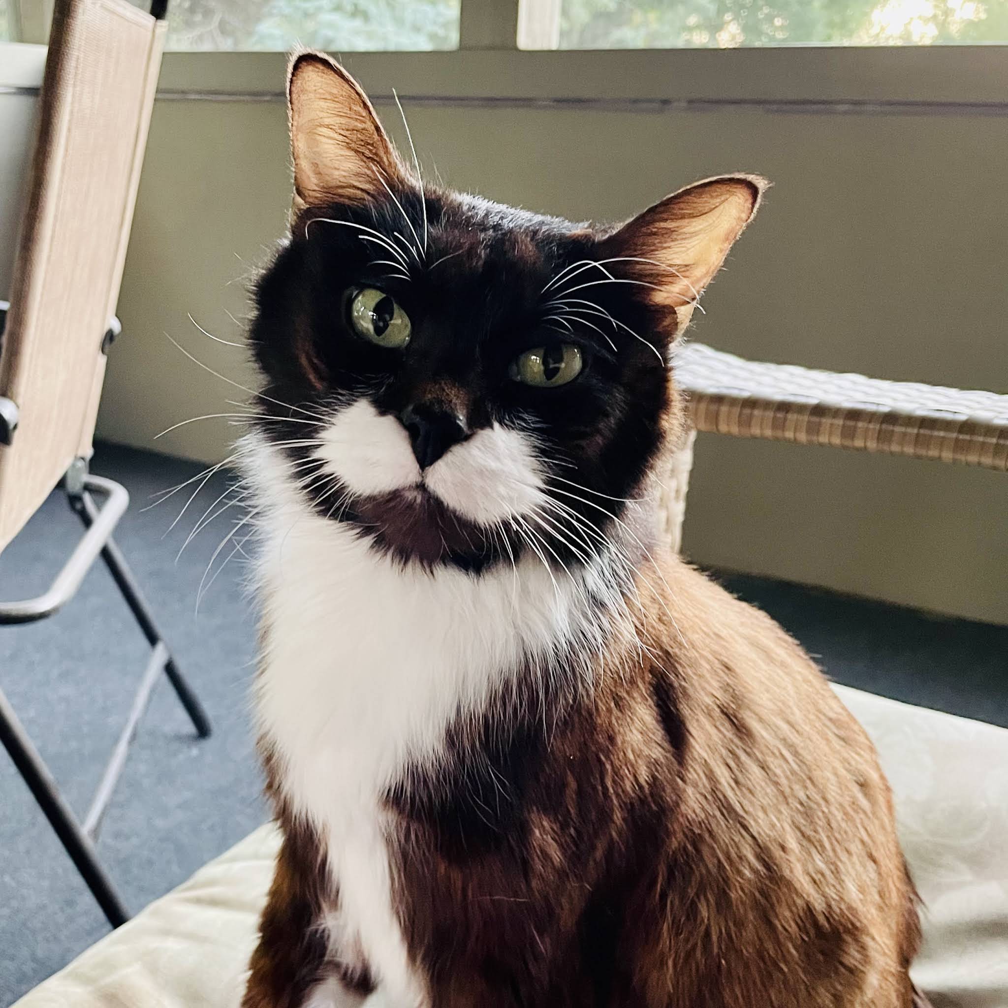 Post from Charlie Chap the WonderCat TM