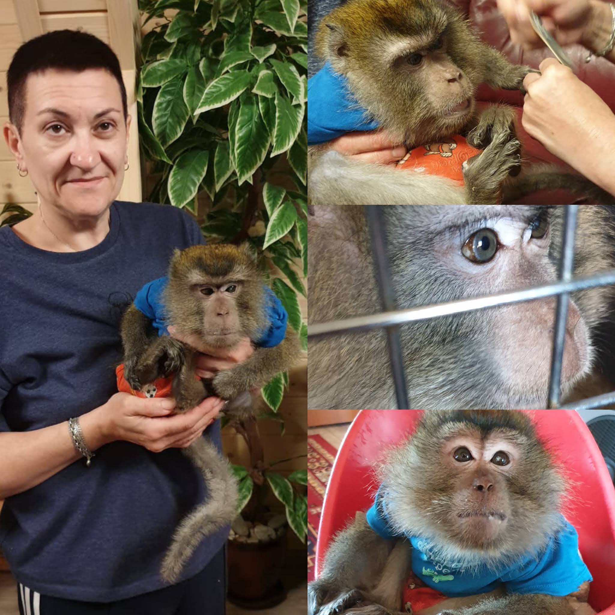 Post from Monkey Home