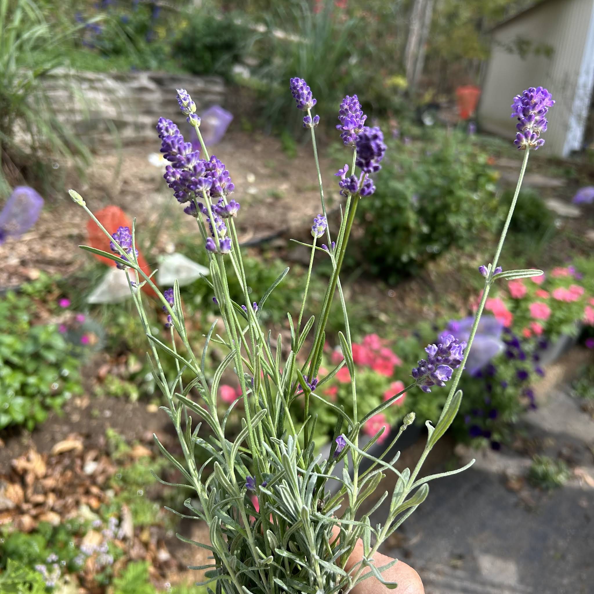 Post from Kaye Kittrell Late Bloomer