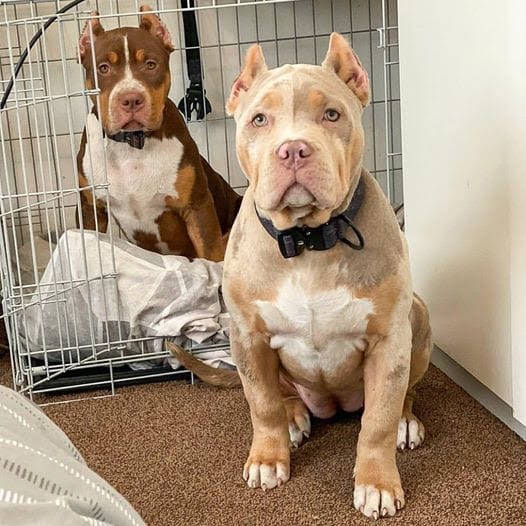 Post from Haris Love Animals