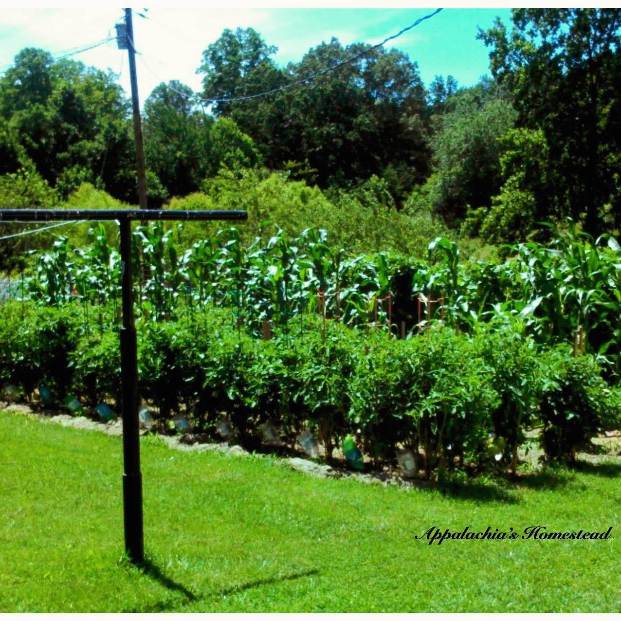 Post from Appalachia's Homestead with Patara