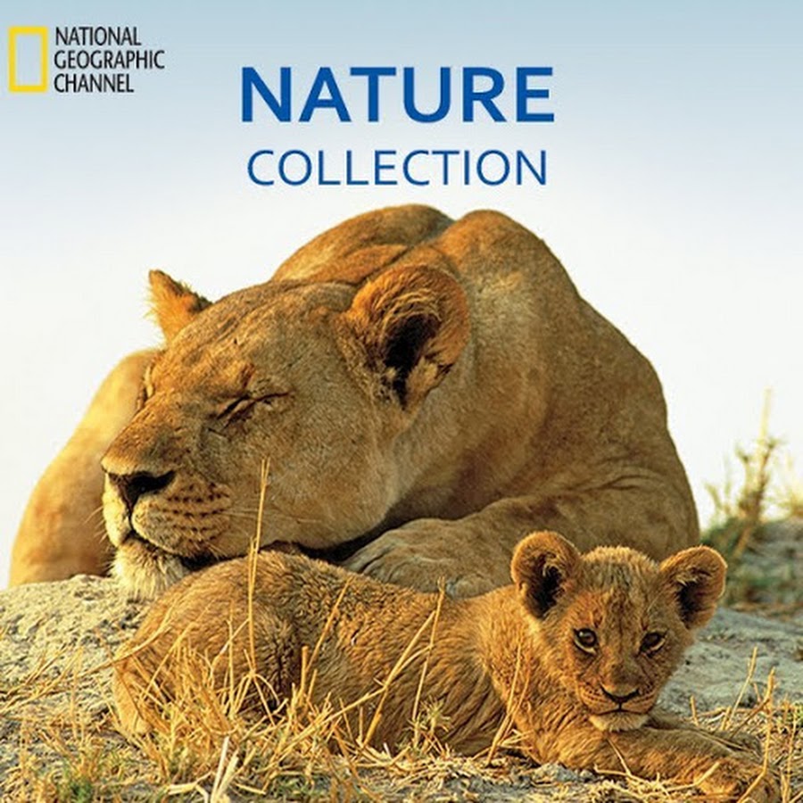 Nature Collection - YouTube