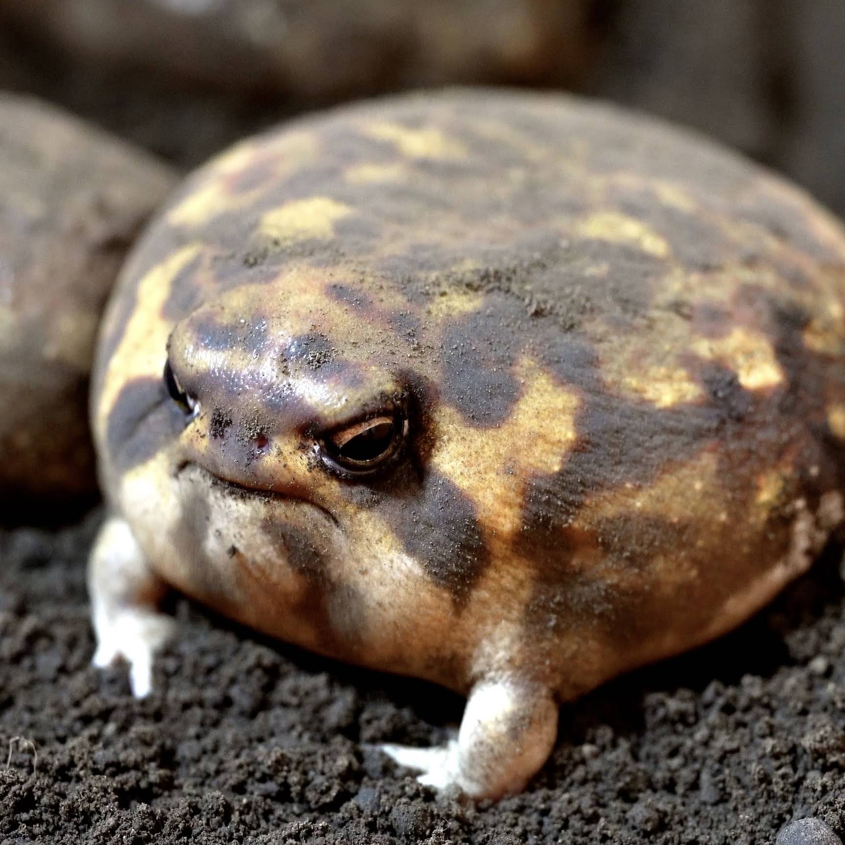 Post from Frog Pamper Moony Plus