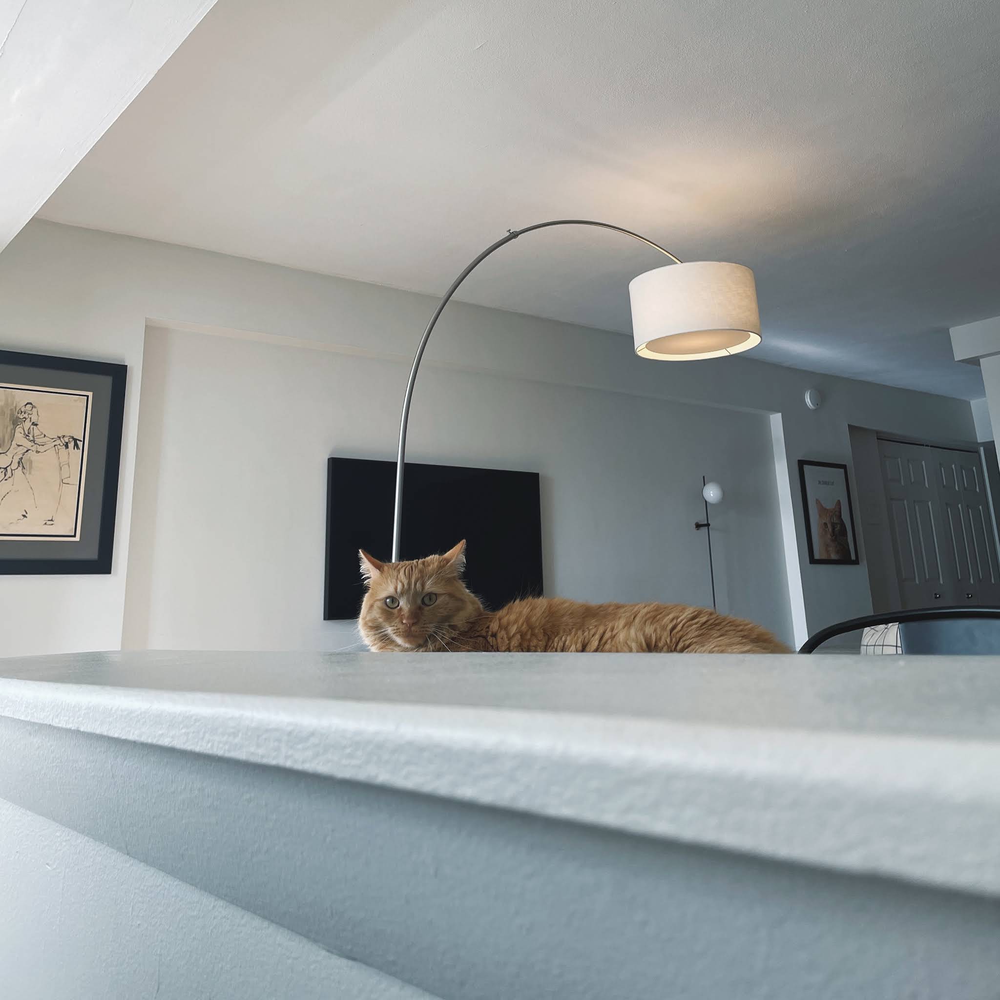 Post from Oh Charlie Cat