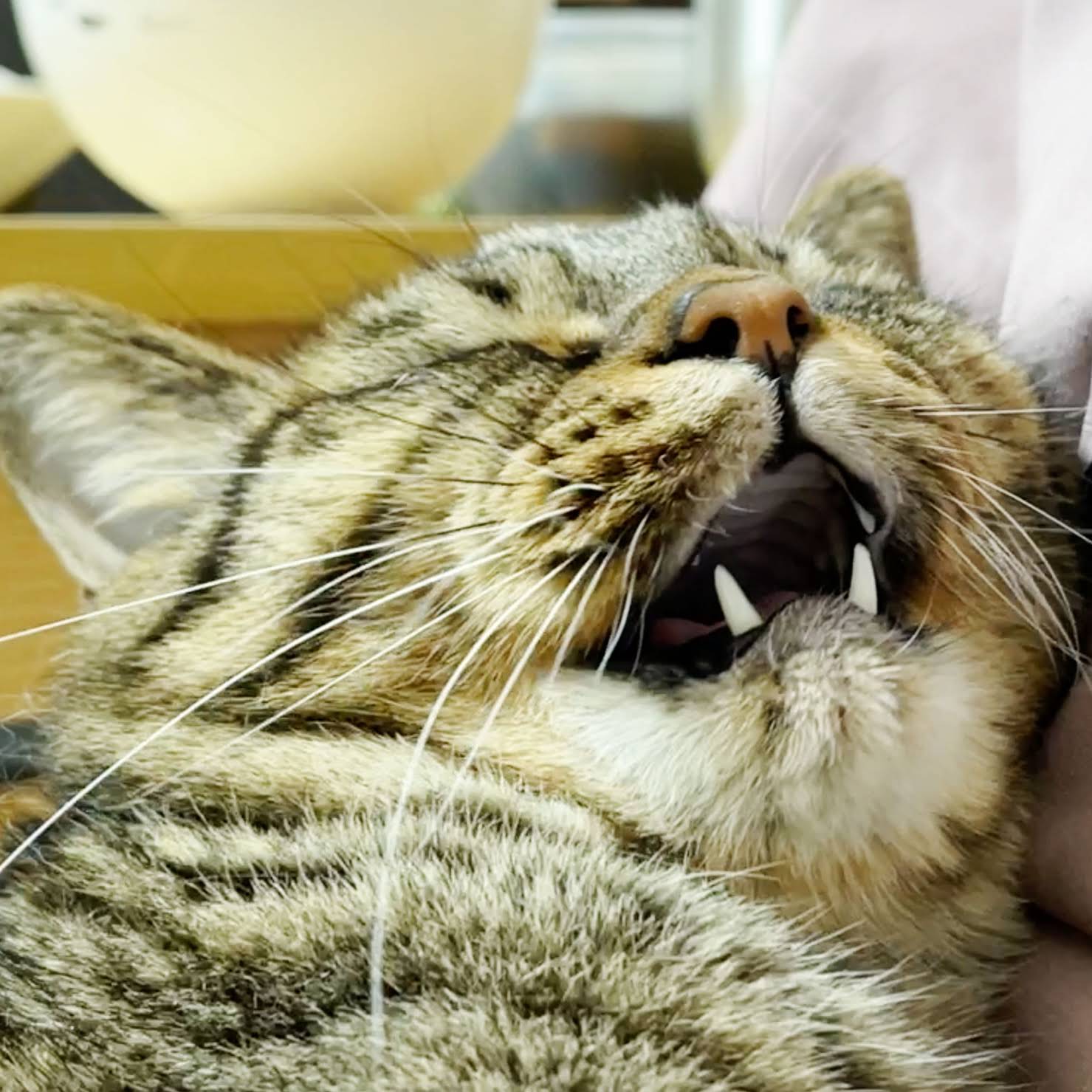 Post from Samoji & Hotane 's Daily Life