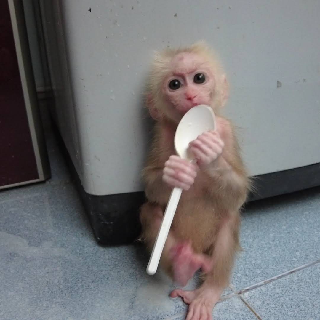 Post from Monkey AKA Family