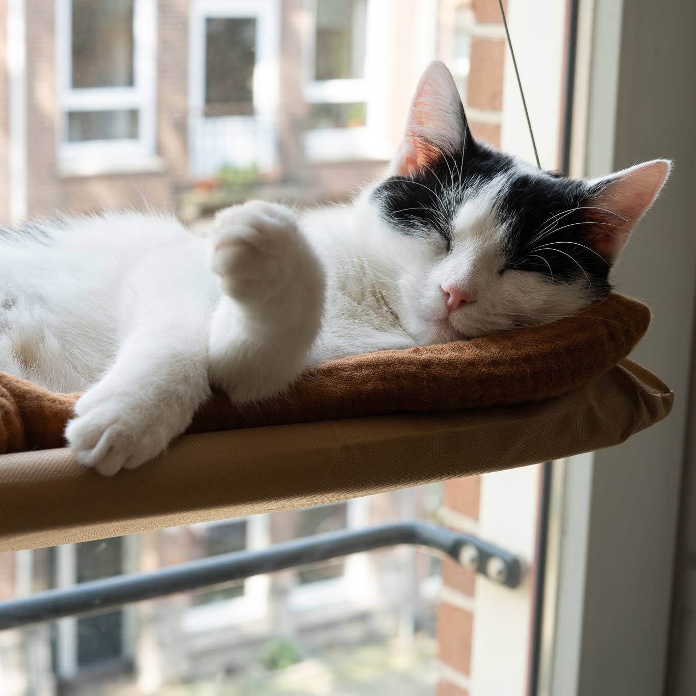 Post from Tabby Cat Bobbie