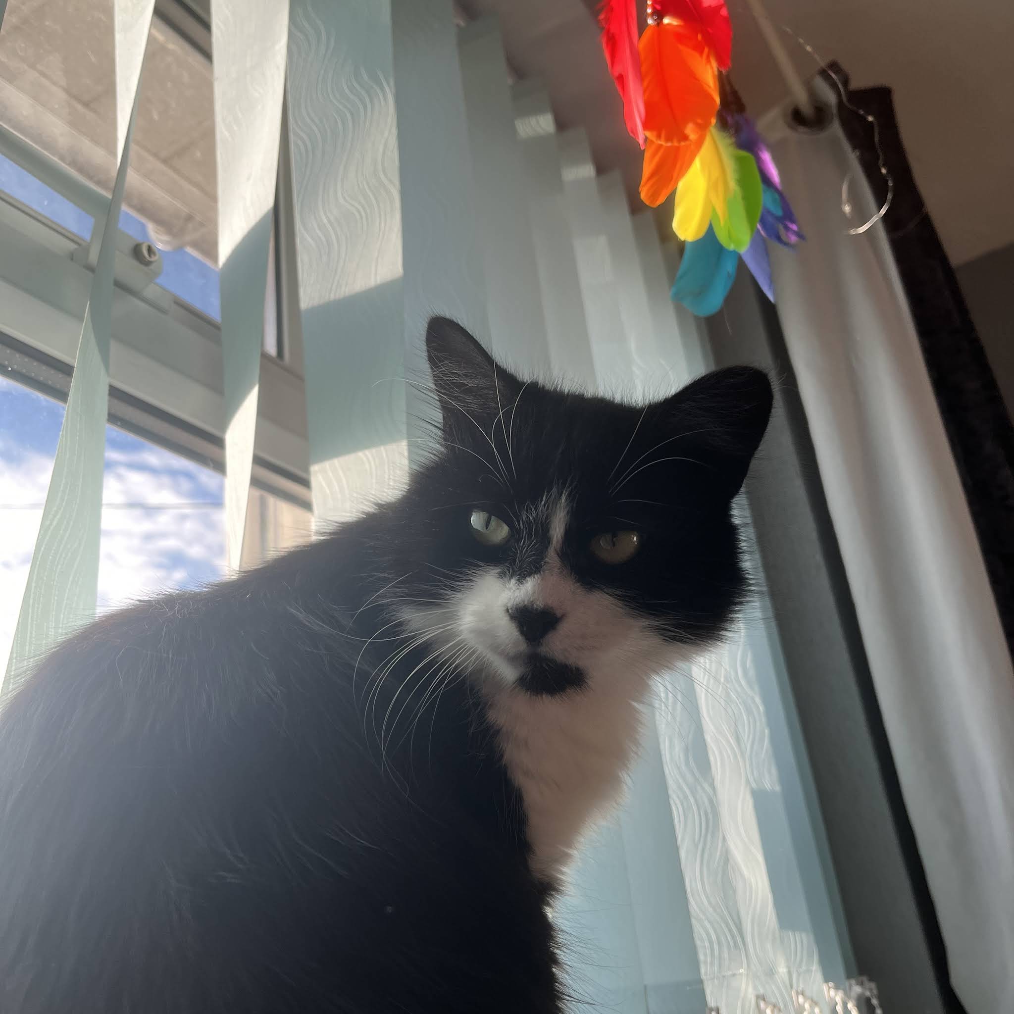 Post from Caspi The Cat
