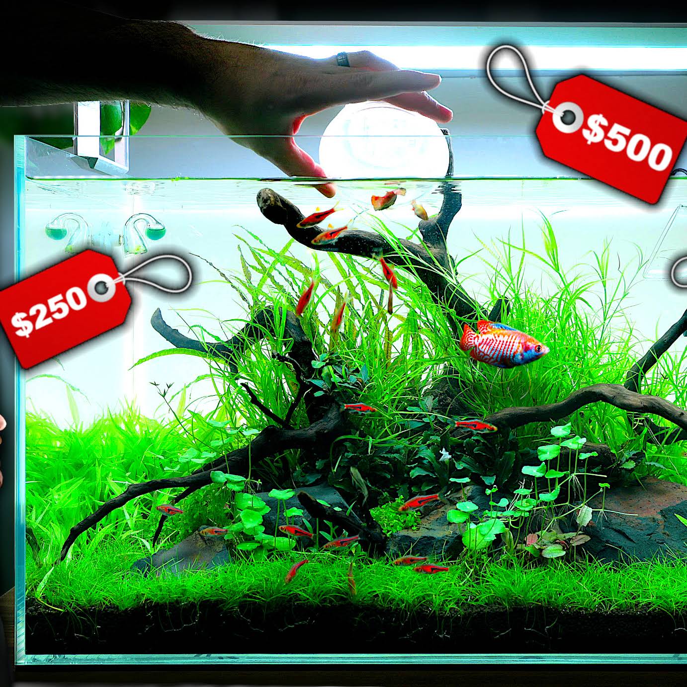 @mdfishtanks | MD Fish Tanks | fishfam.link