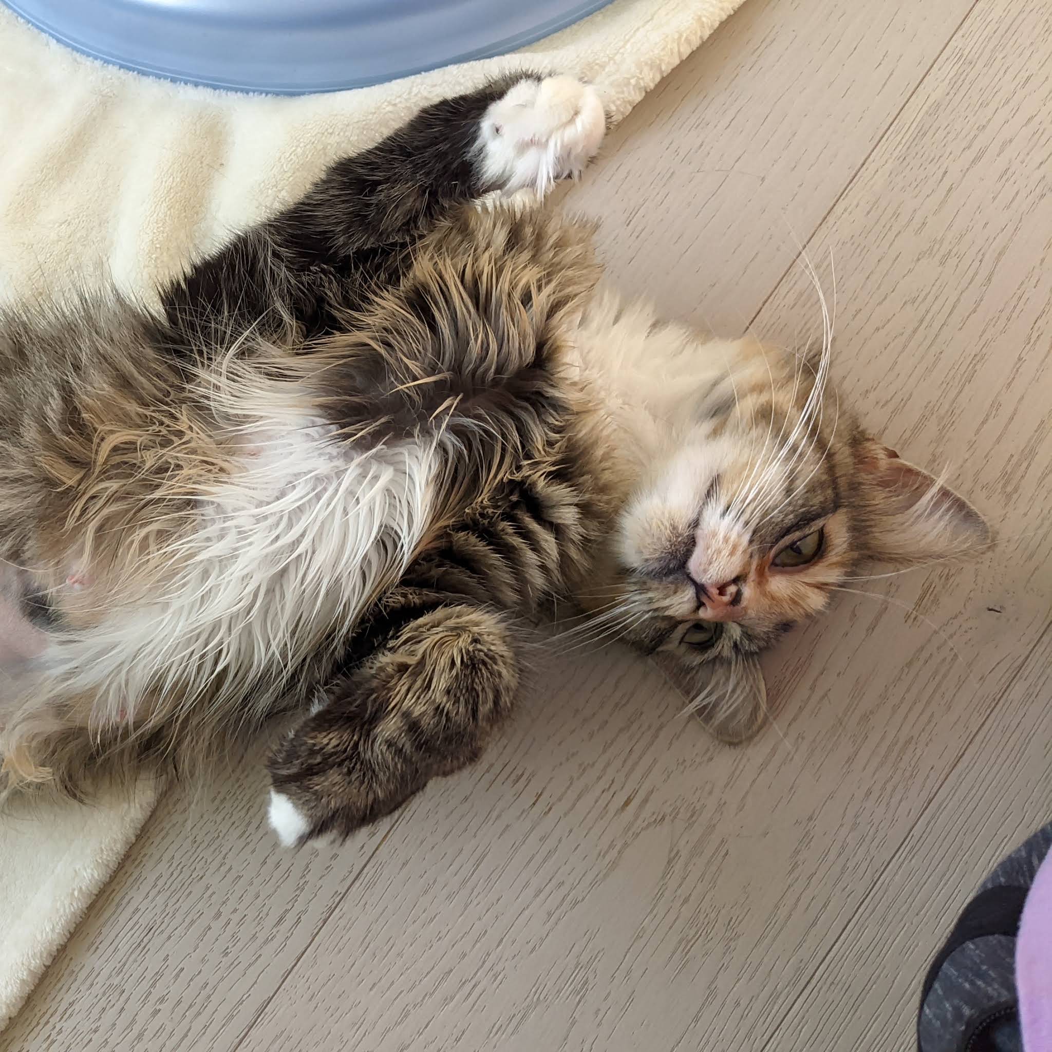 Post from Human Cat Tree