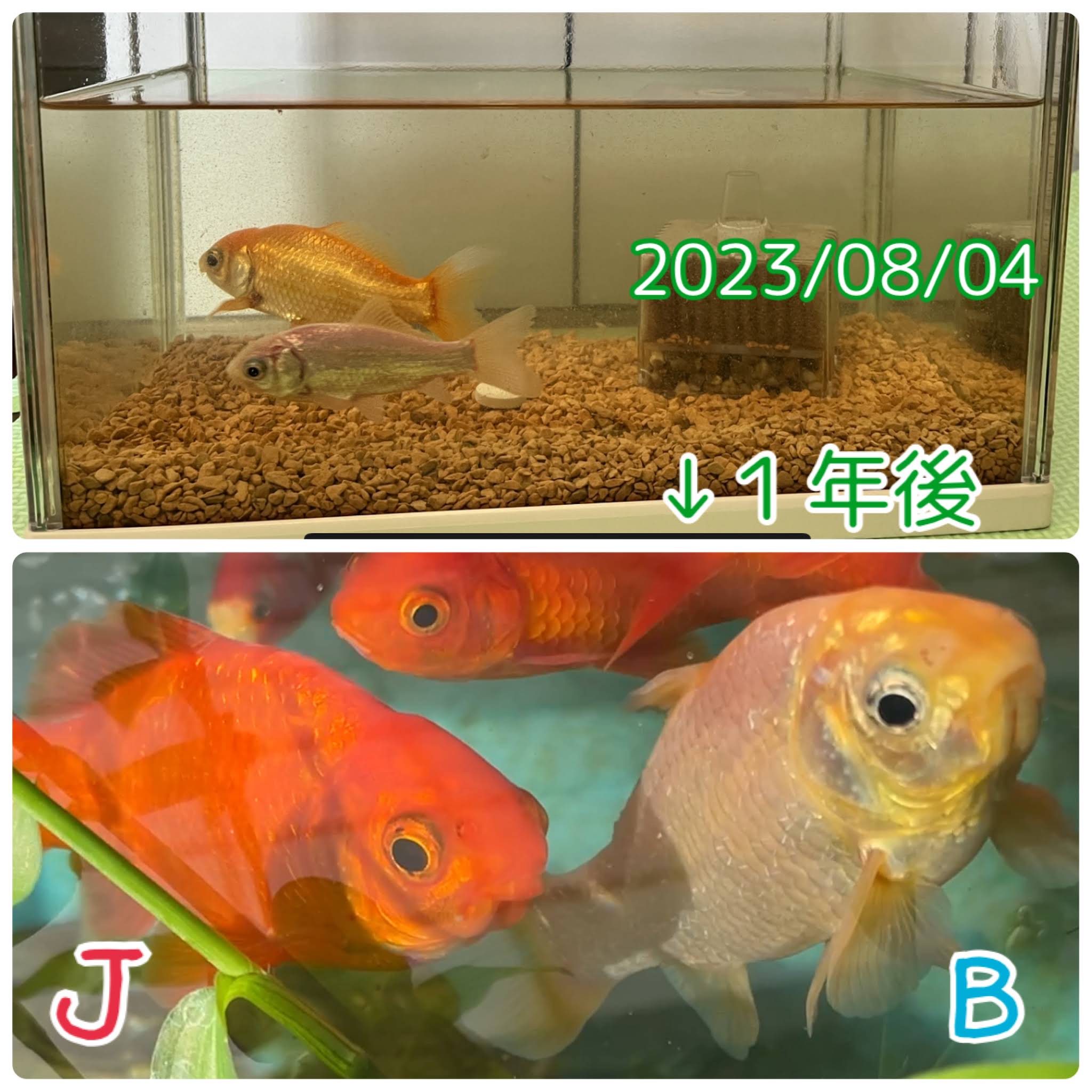 Post from 4040【ヨレヨレω】