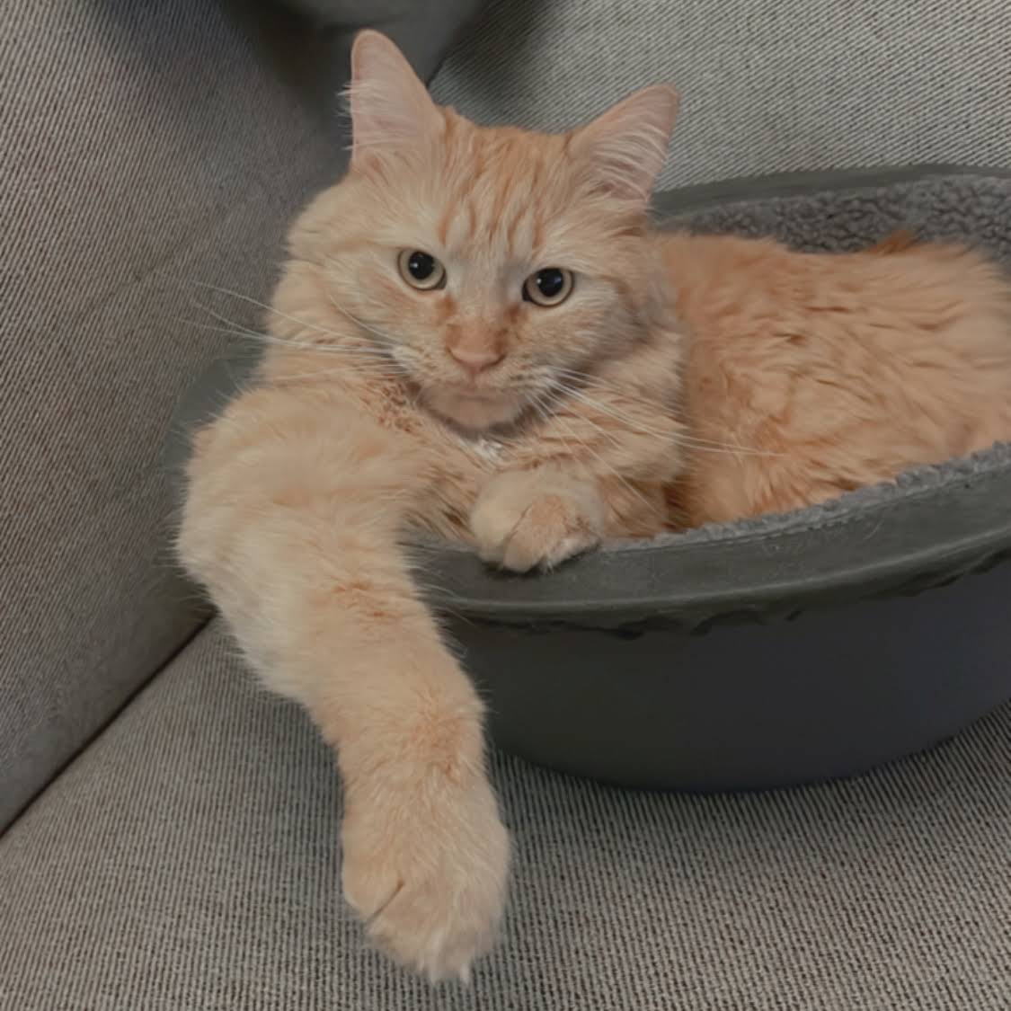 Post from Oh Charlie Cat