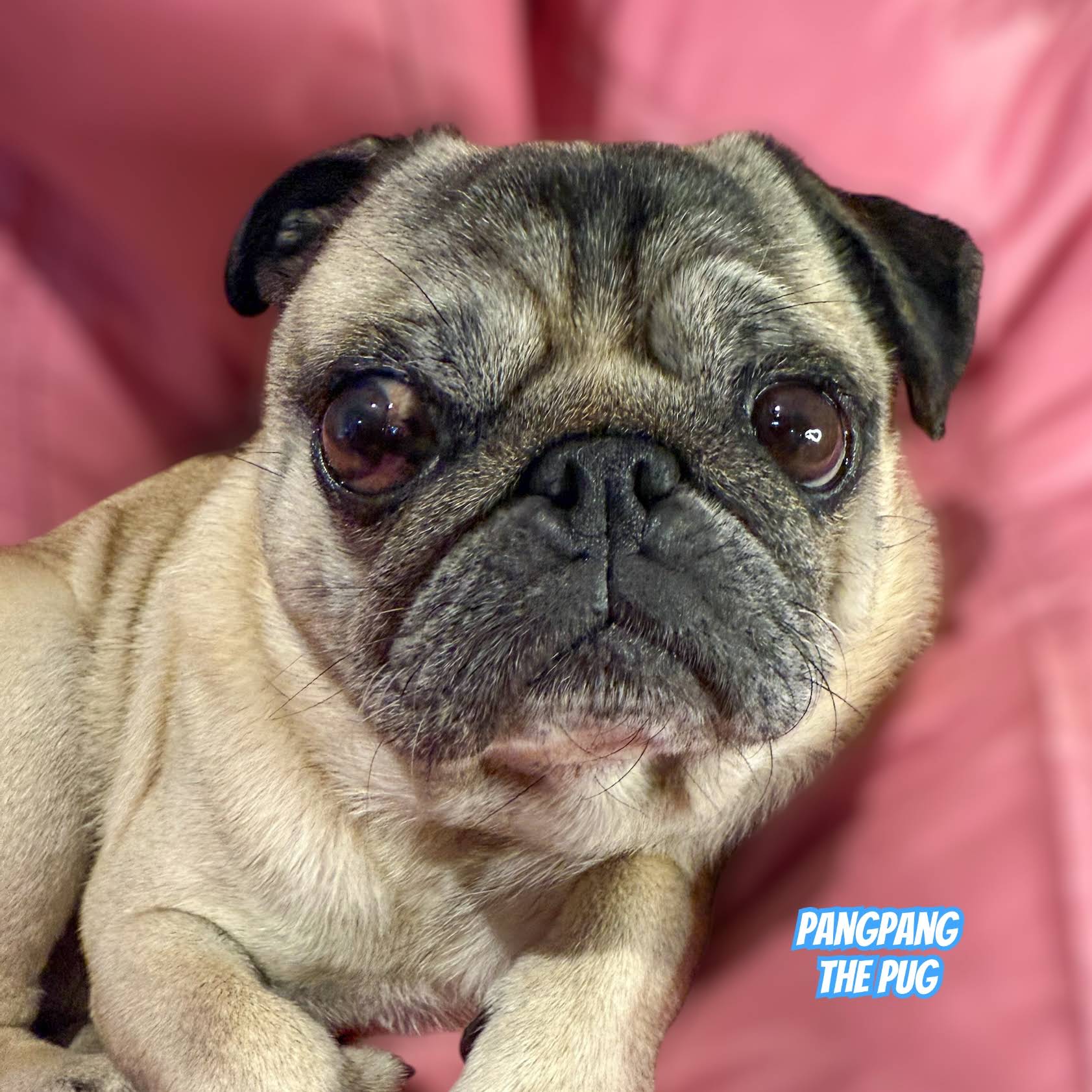 Post from Pangpang the Cute Pug