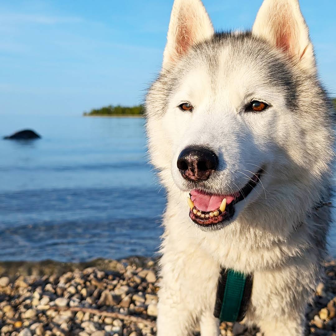 Post from Snow Dogs Vlogs