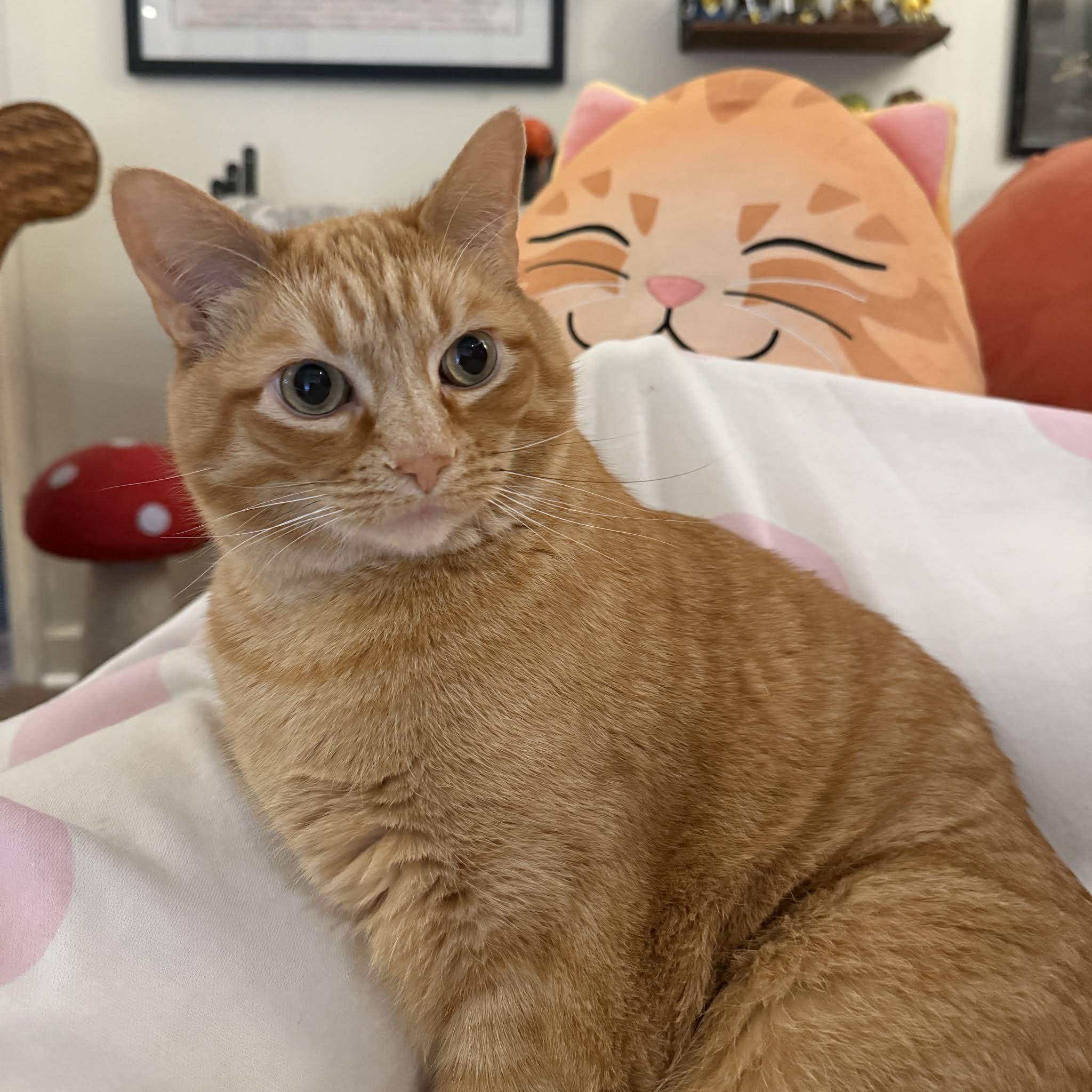 Post from Mauren | Cat Lady Tails