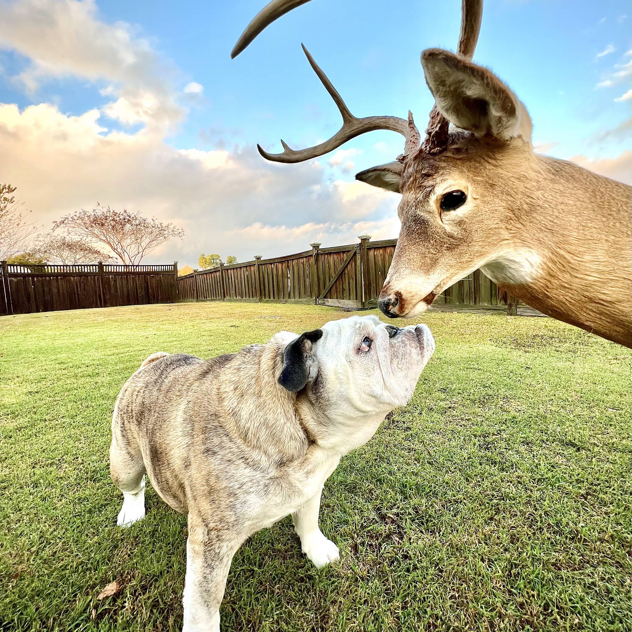 Post from Reuben the Bulldog