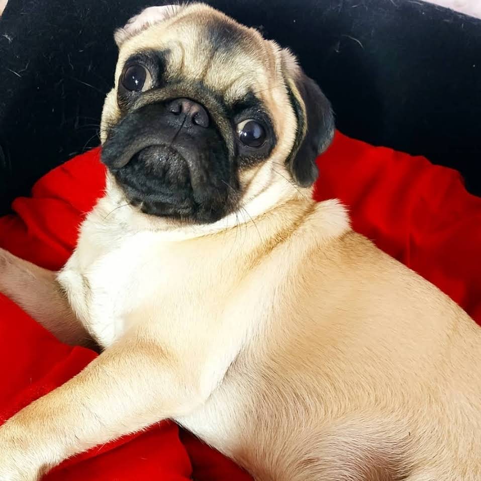 Post from SIMBA'S PUG LIFE