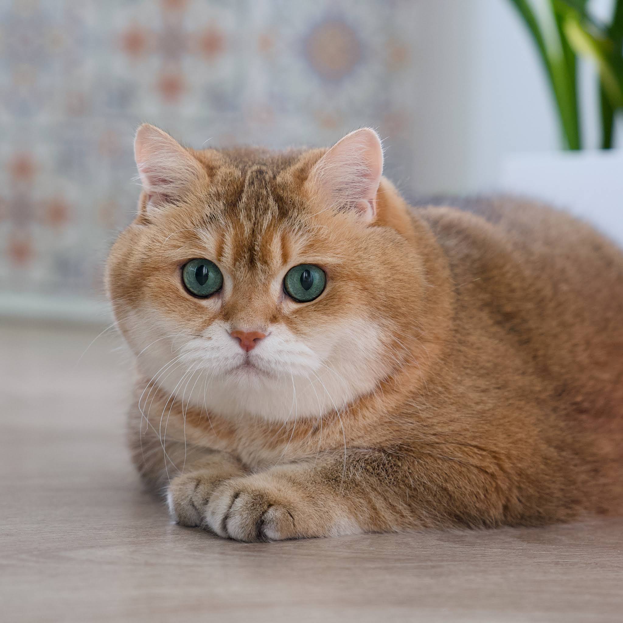 Post from Hosico Cat