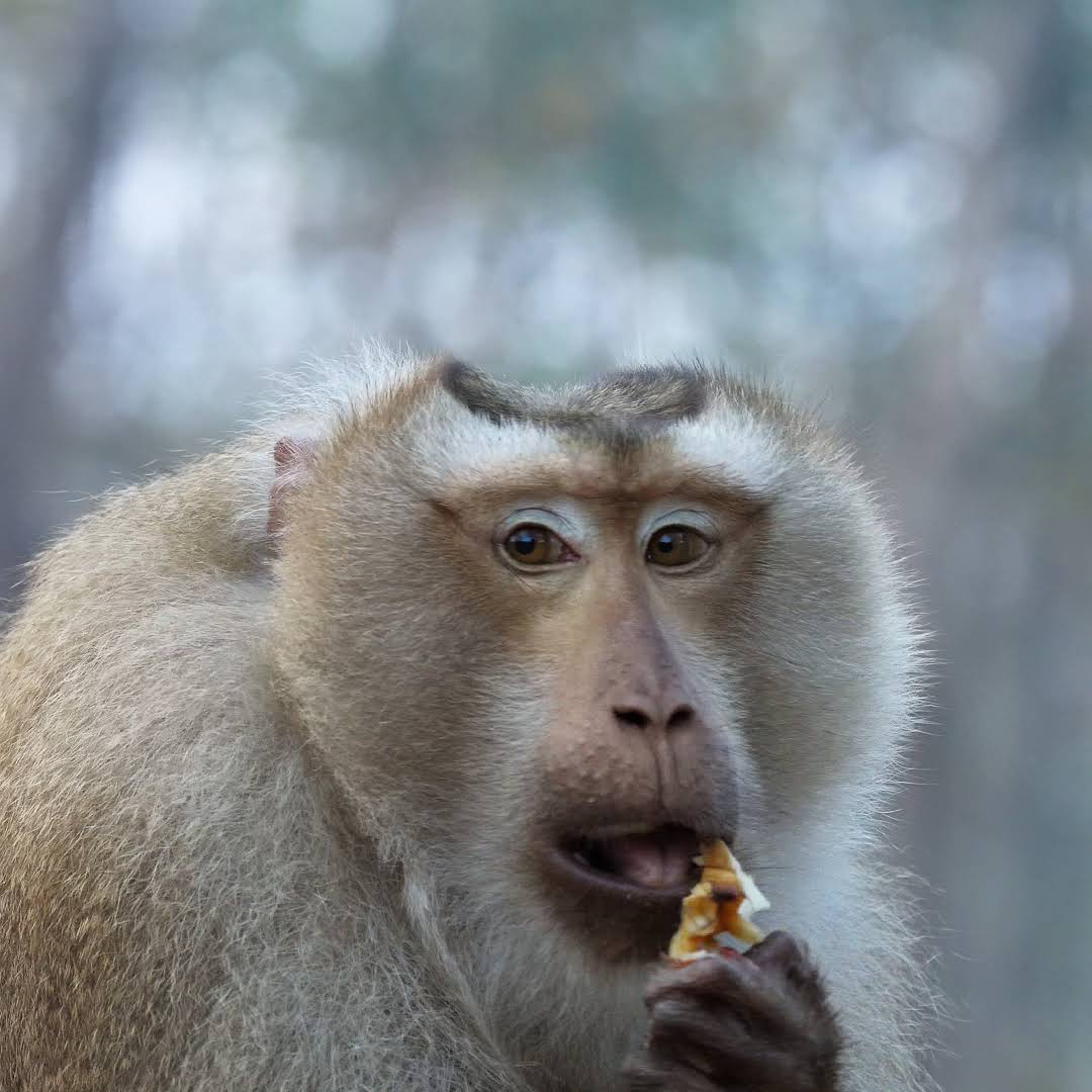 Post from Vuthy Youn (Phnom Pross Monkey Park)