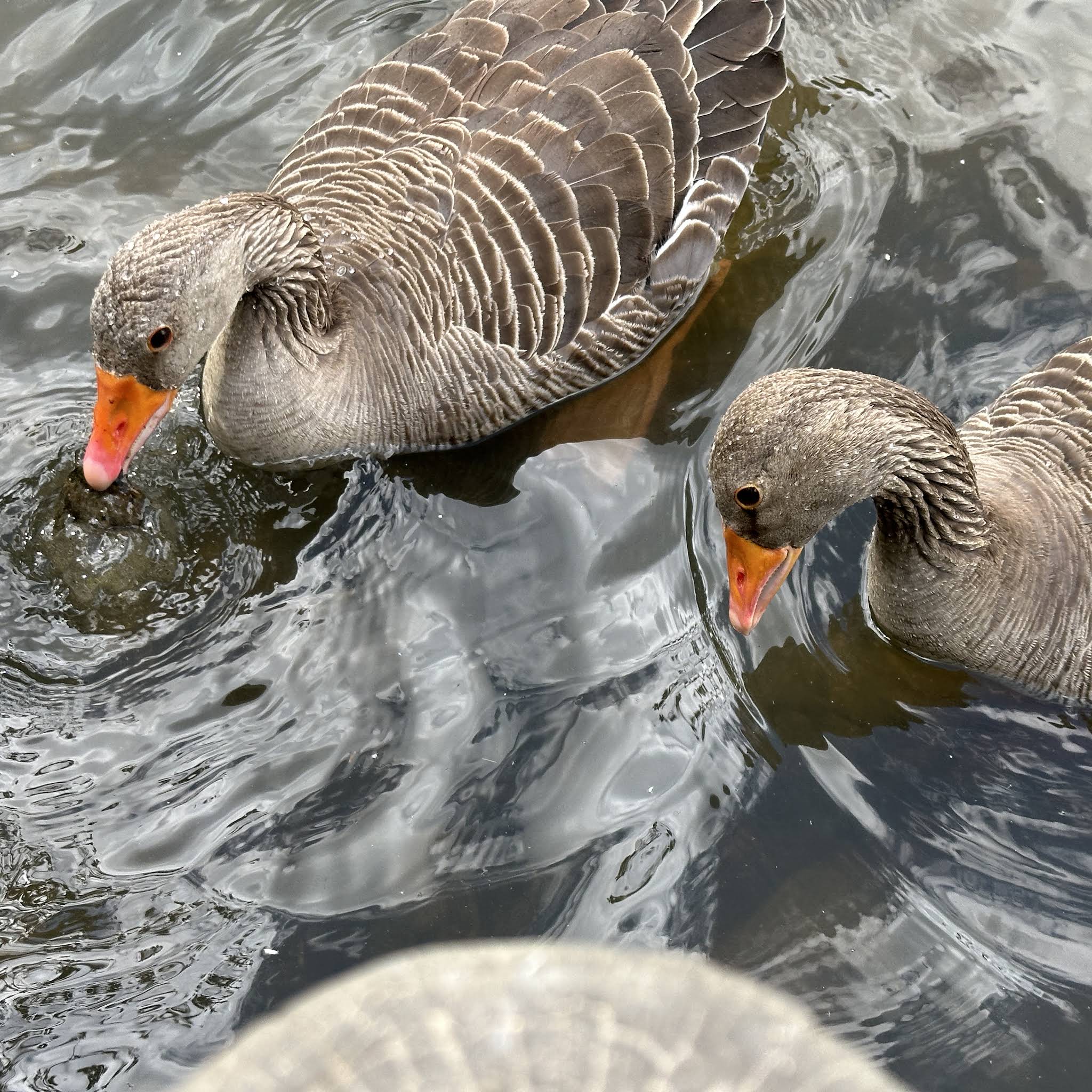 Post from Nemo the Mormon