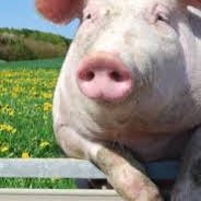 Post from Commander Of Alienism