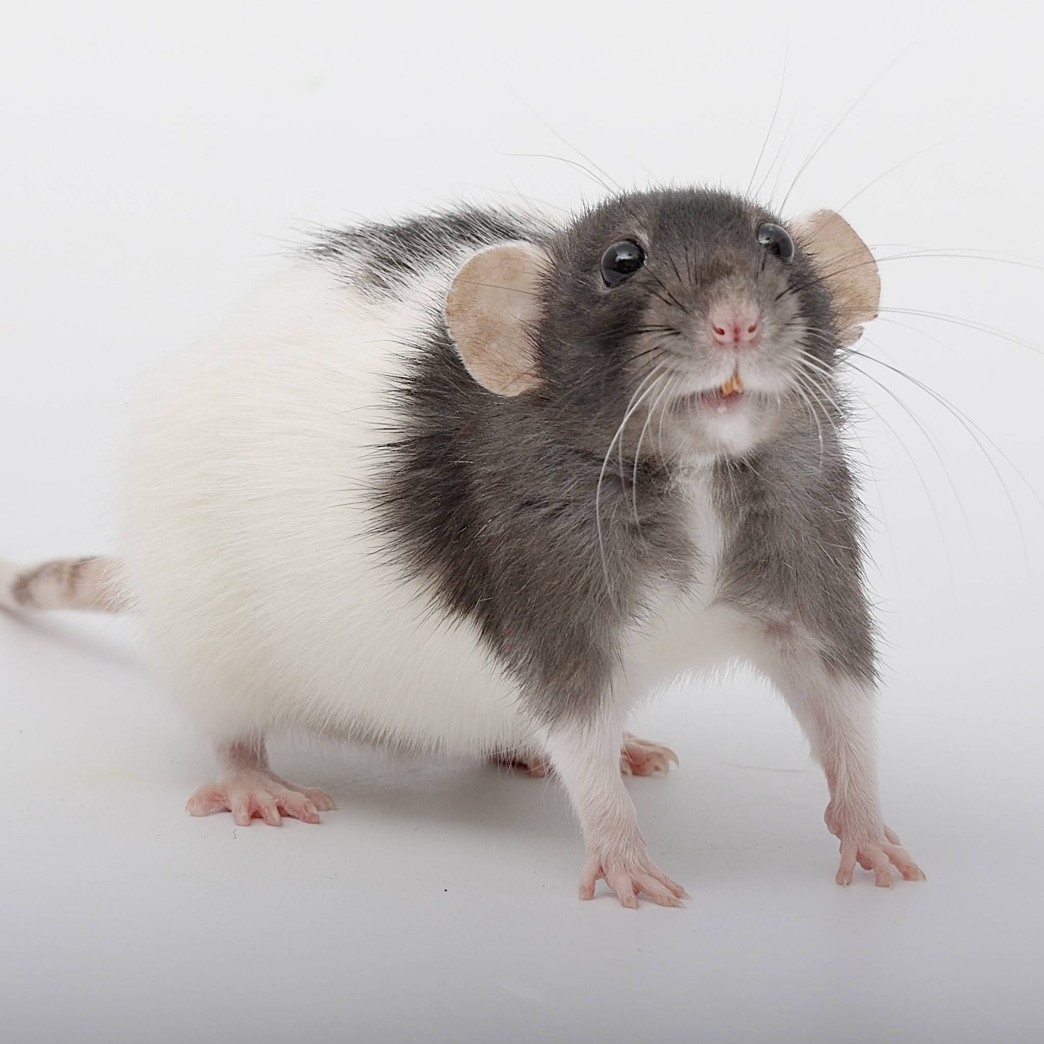 Post from Shadow The Rat