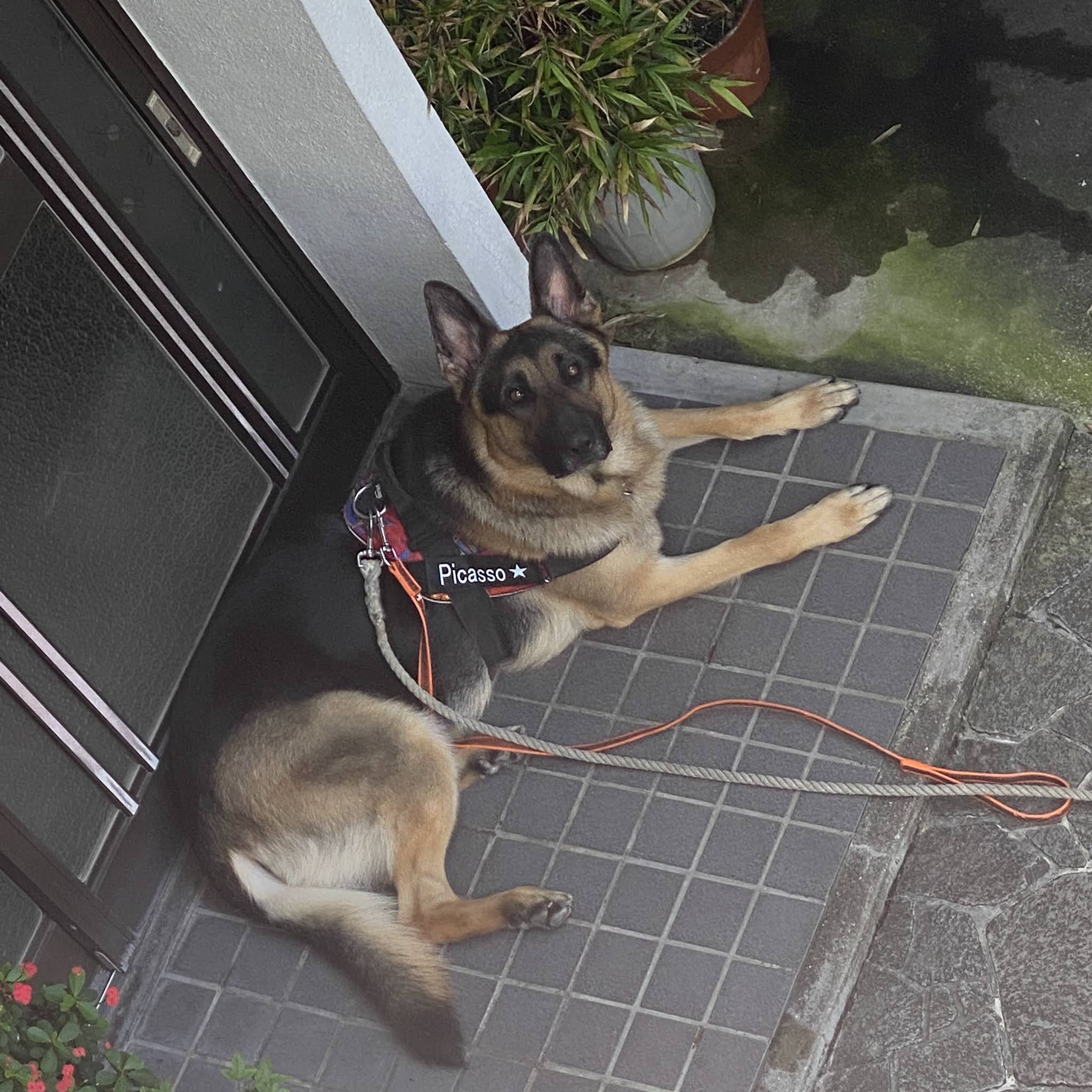 Post from GSD Picasso