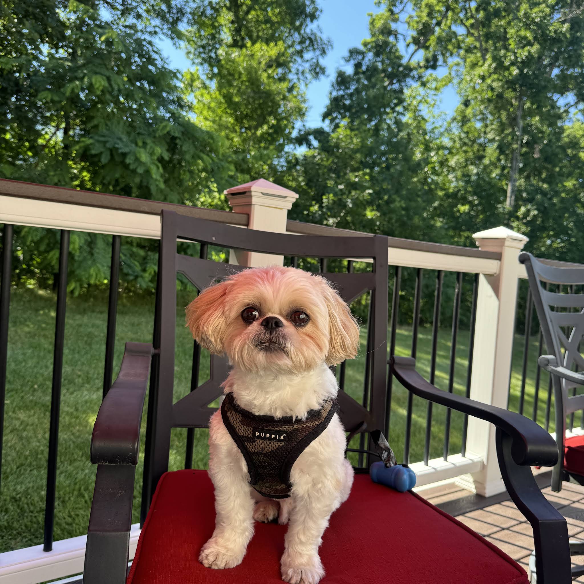 Post from Tisha Shrestha