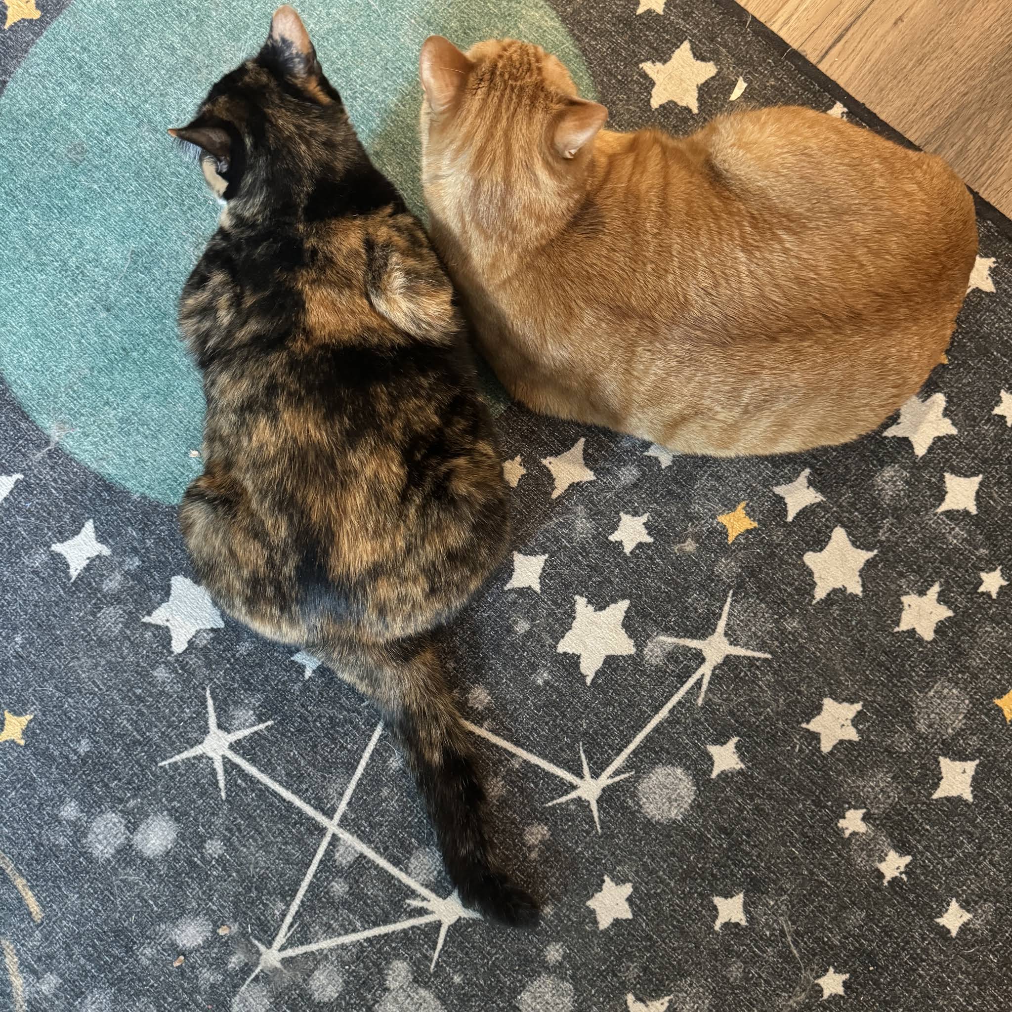 Post from Mauren | Cat Lady Tails
