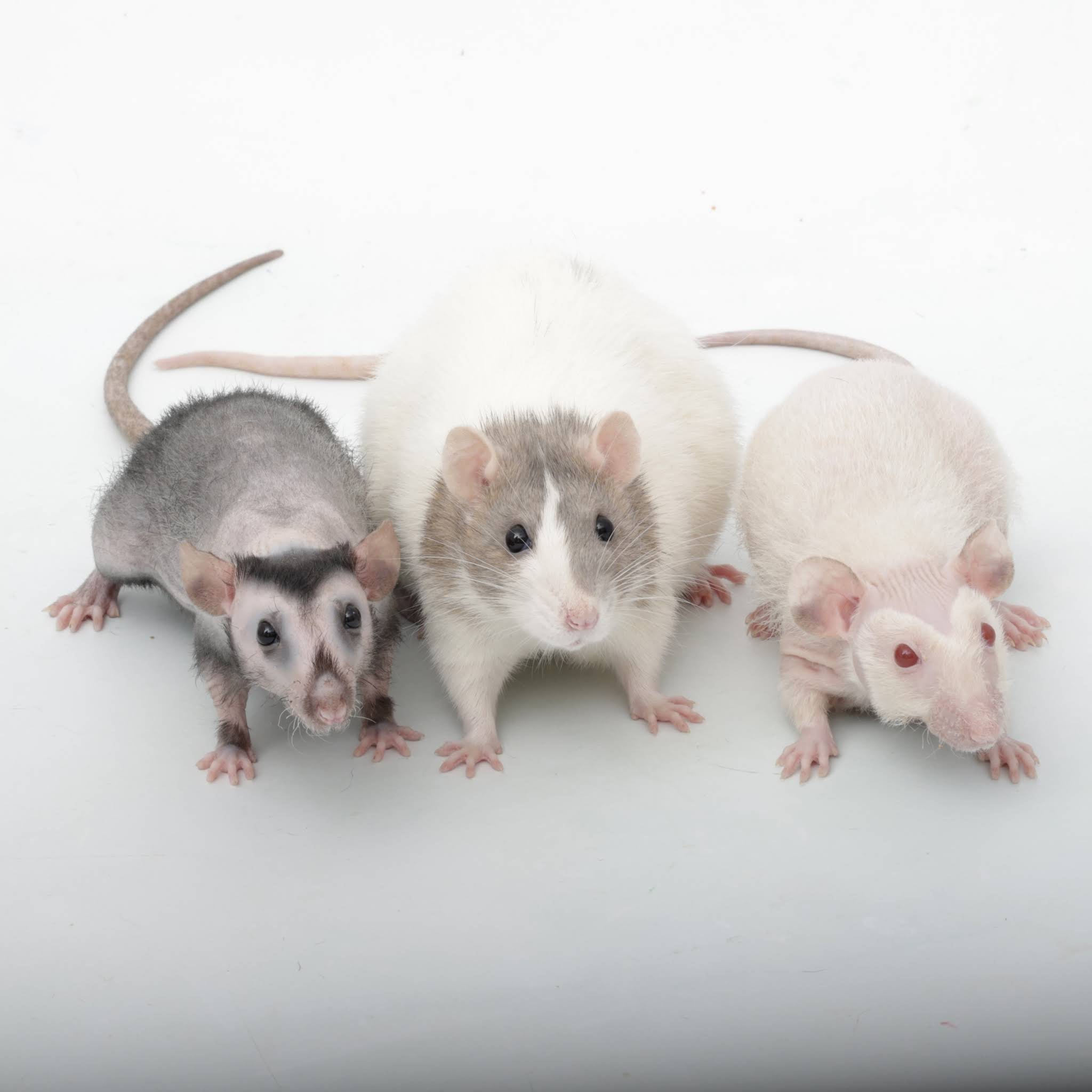 Post from Shadow The Rat