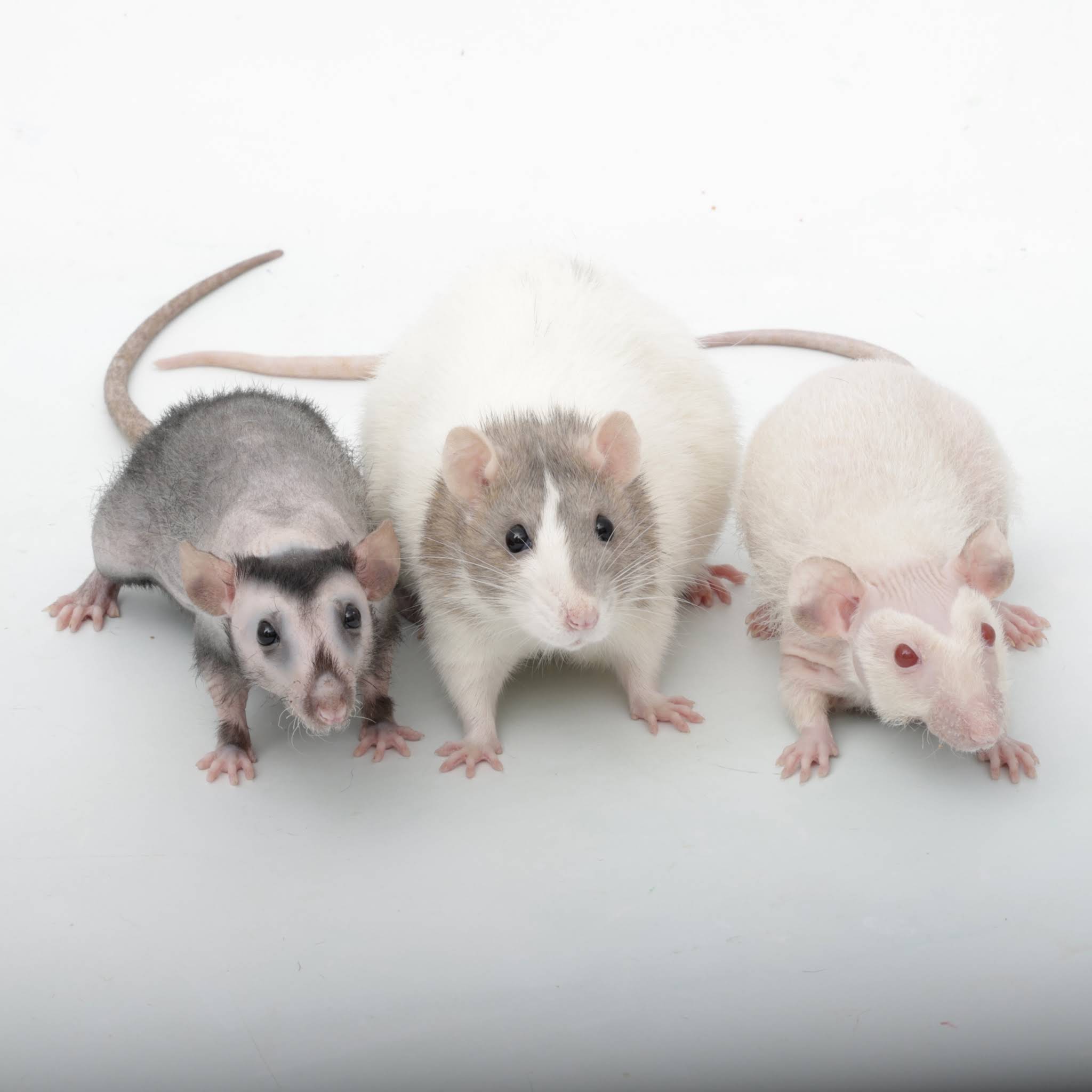 Post from Shadow The Rat