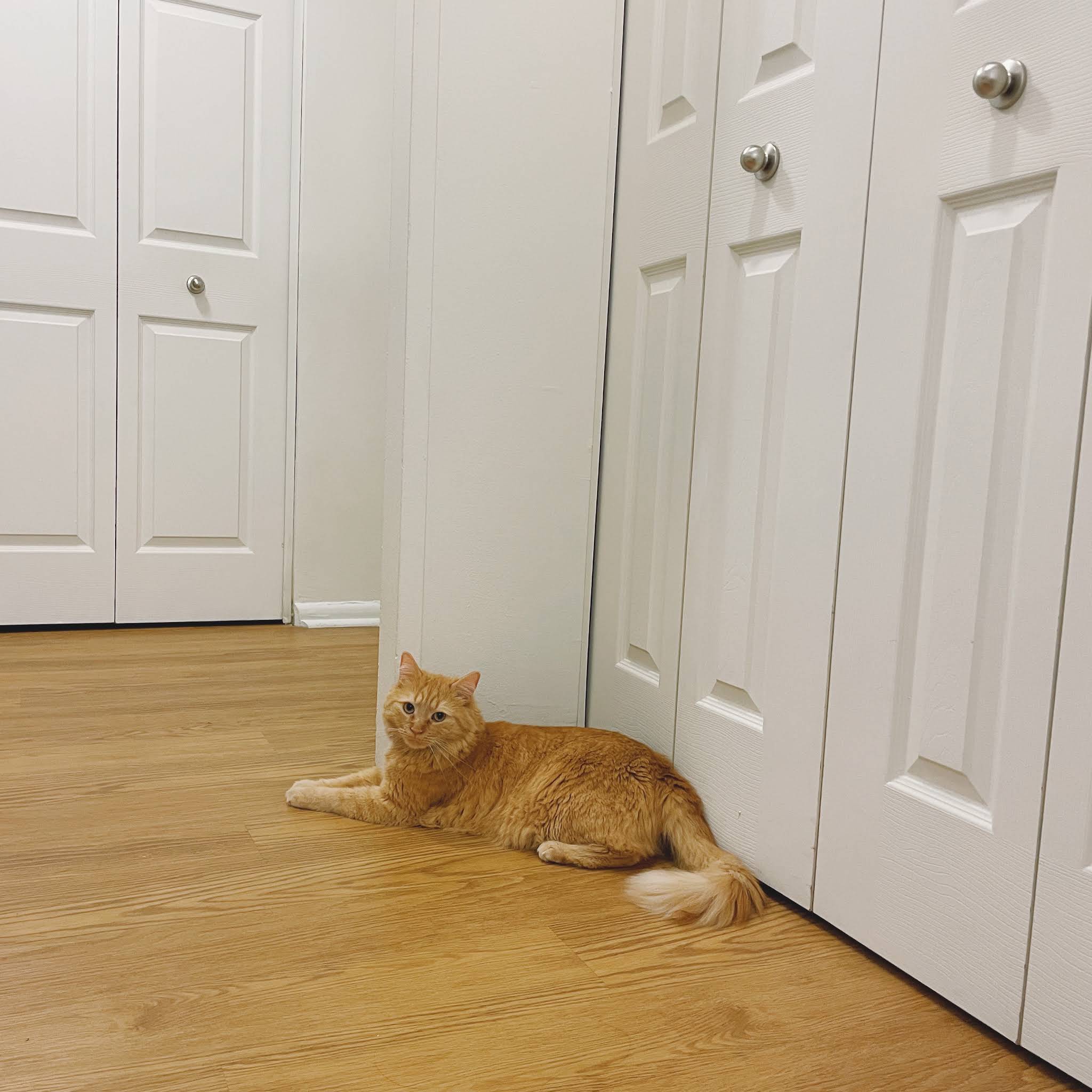 Post from Oh Charlie Cat