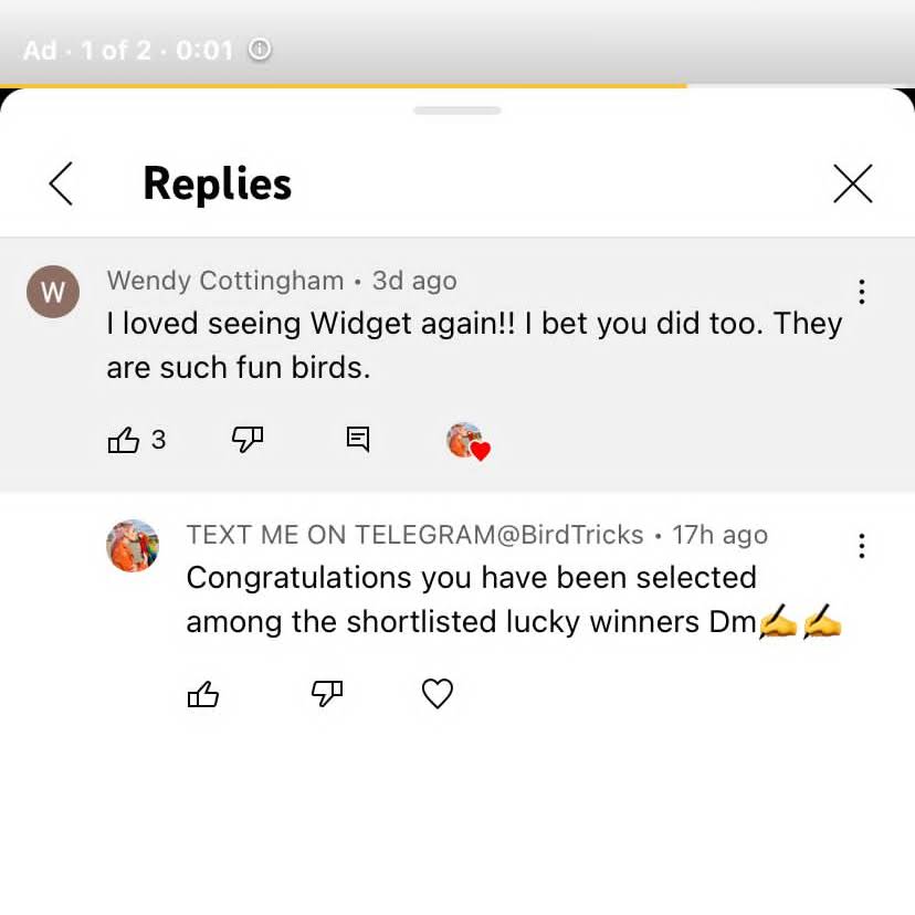 Post from BirdTricks