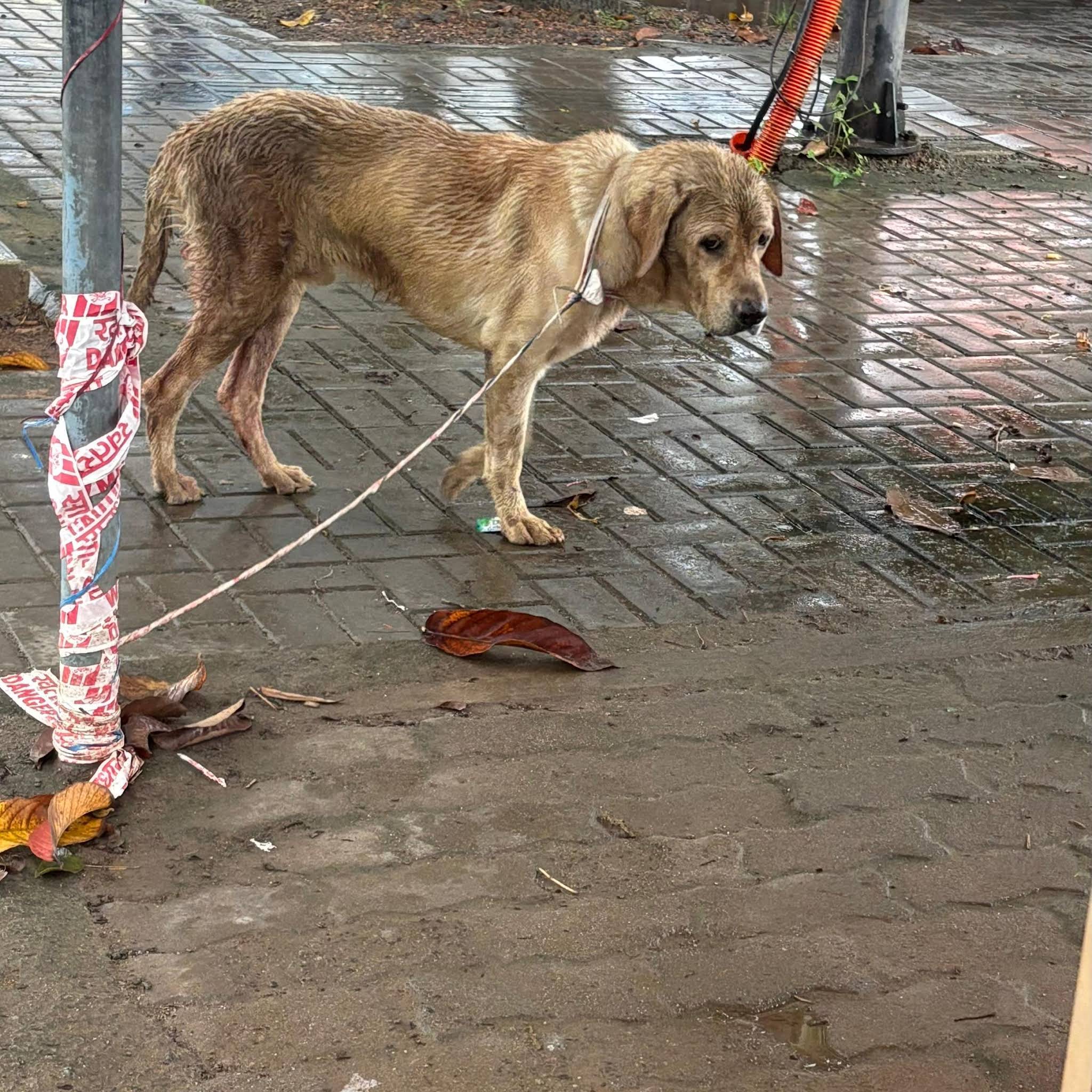 Post from Palakkadan changathi