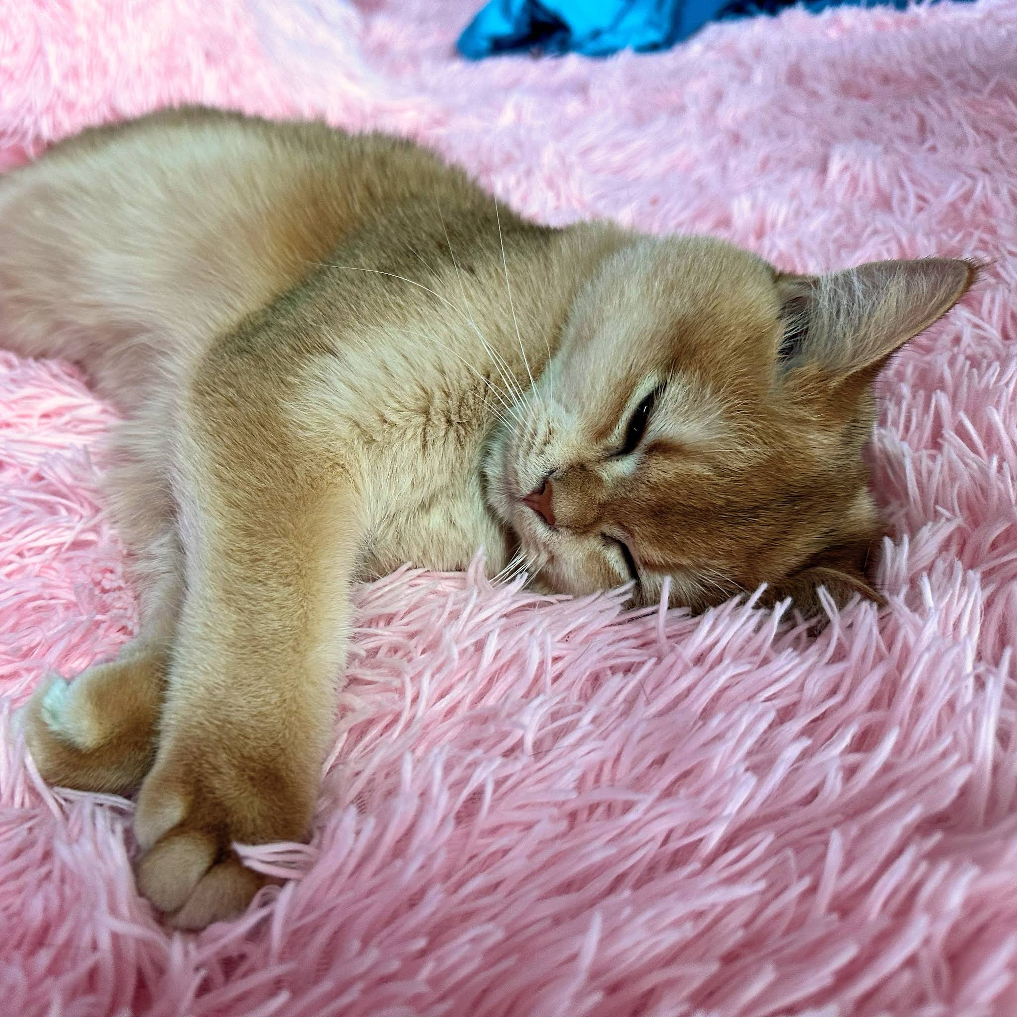 Post from Princess Nika cat