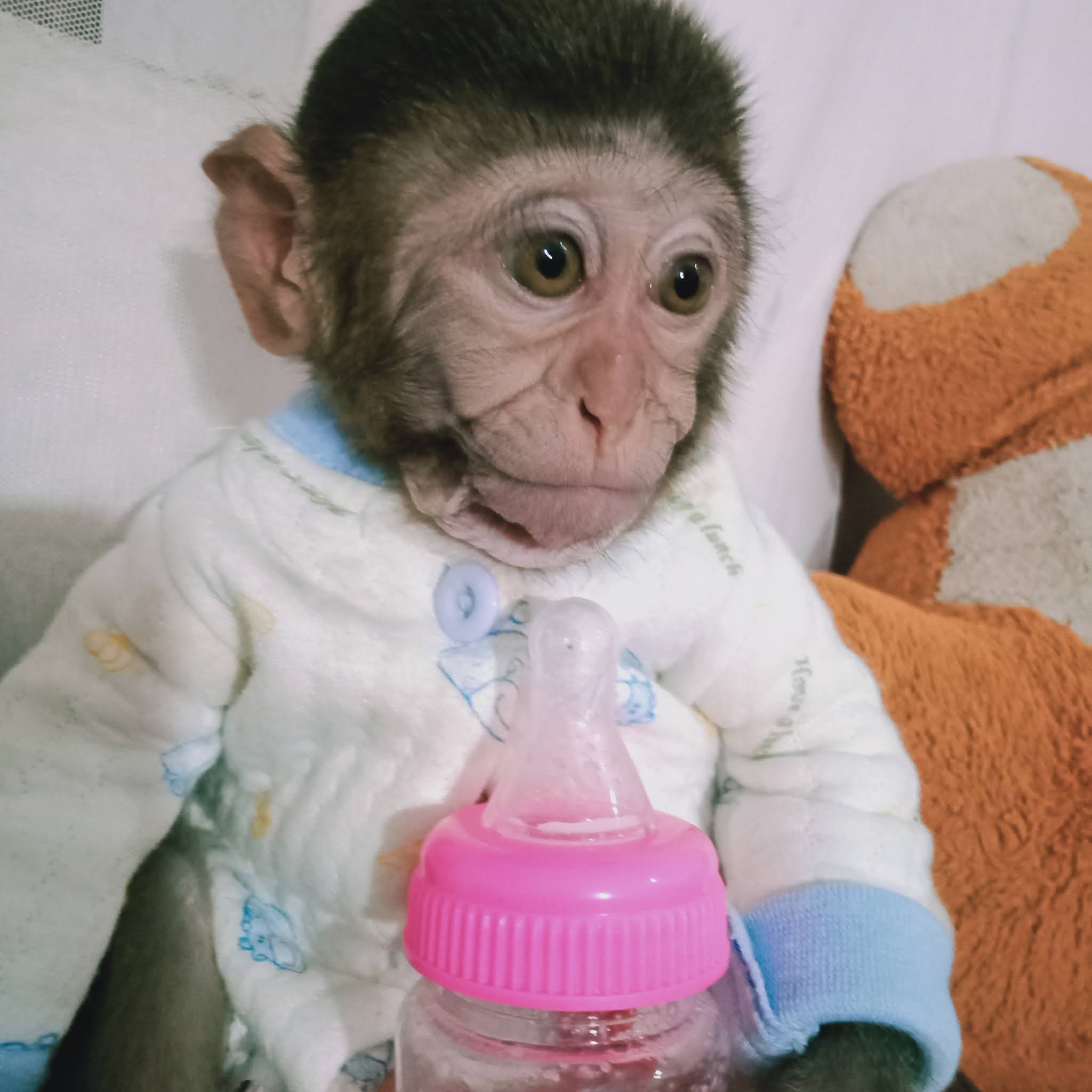 Post from Monkey Ari