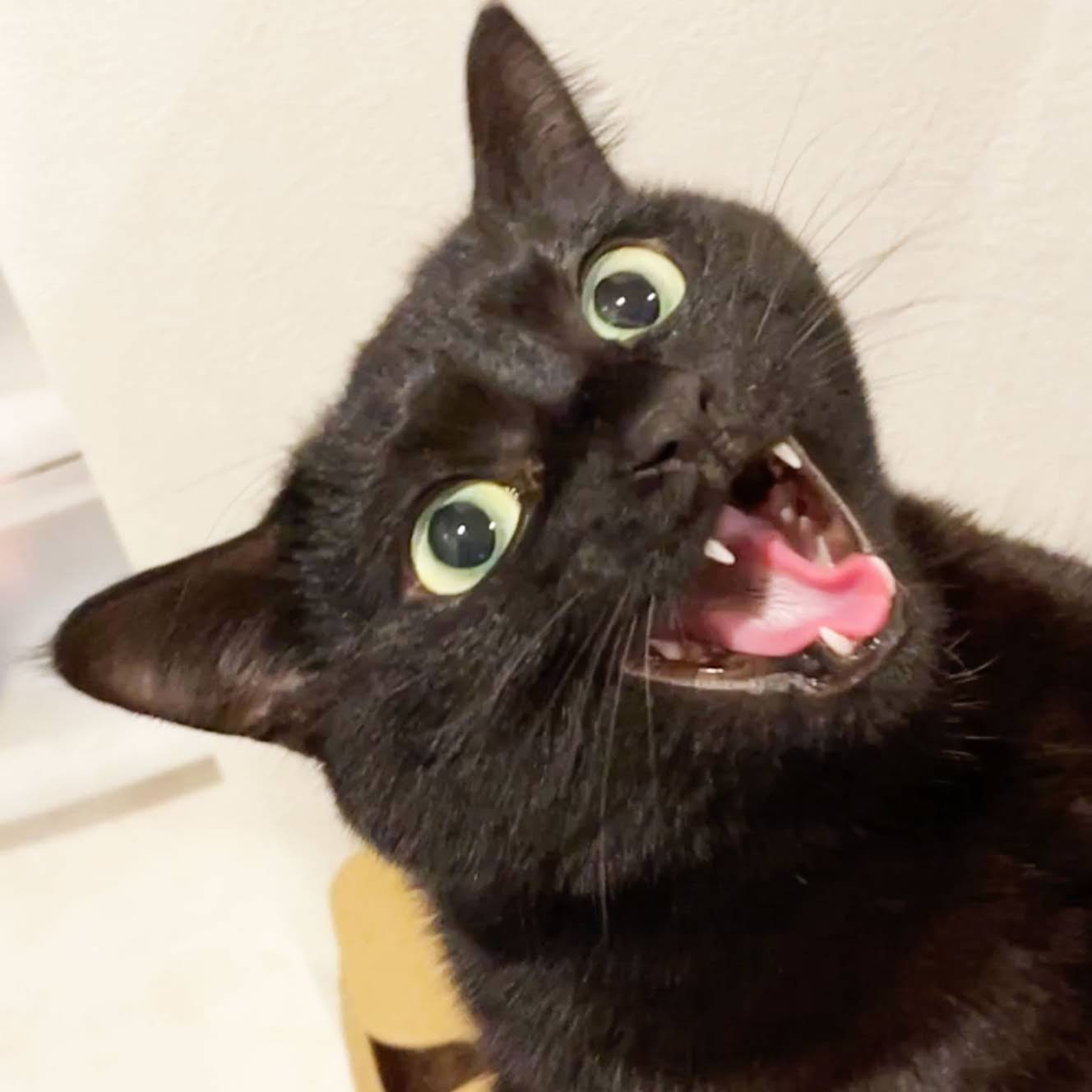 Post from Samoji & Hotane 's Daily Life