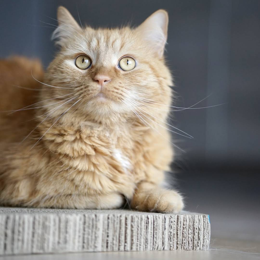 Post from Oh Charlie Cat