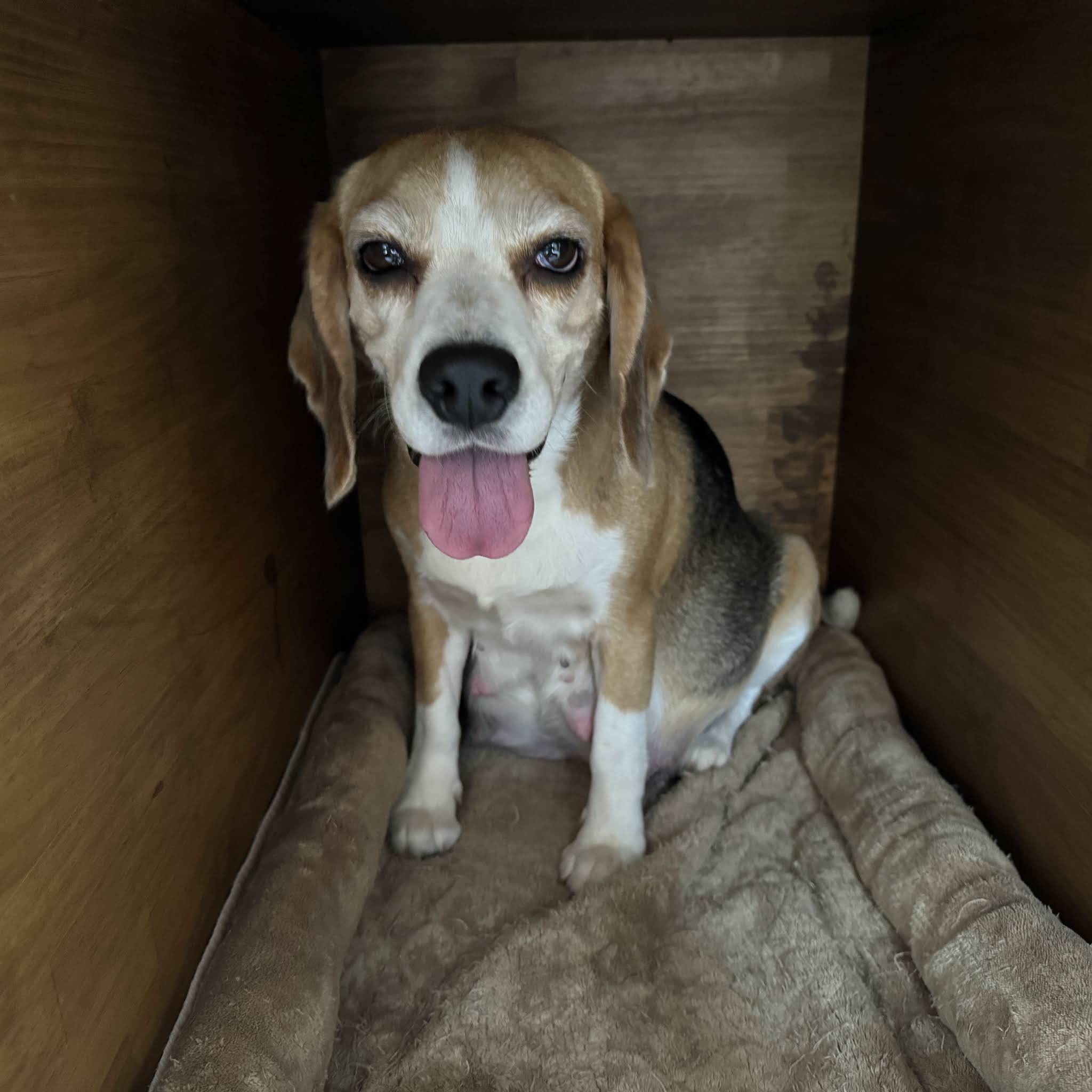 Post from Beagle House