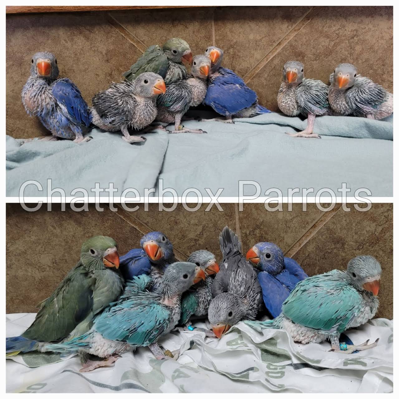 Post from Chatterbox Parrots