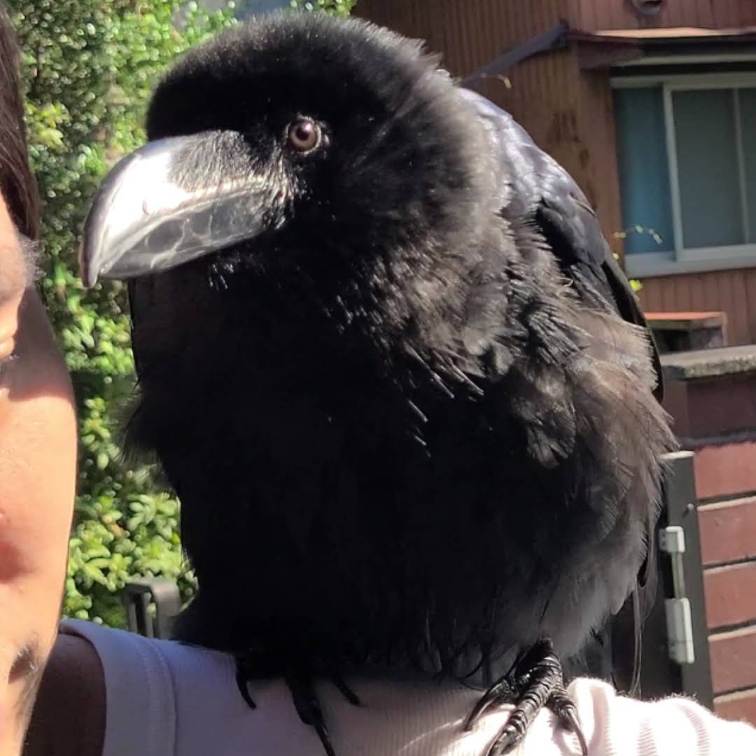 Post from CROW RAVEN DIARY