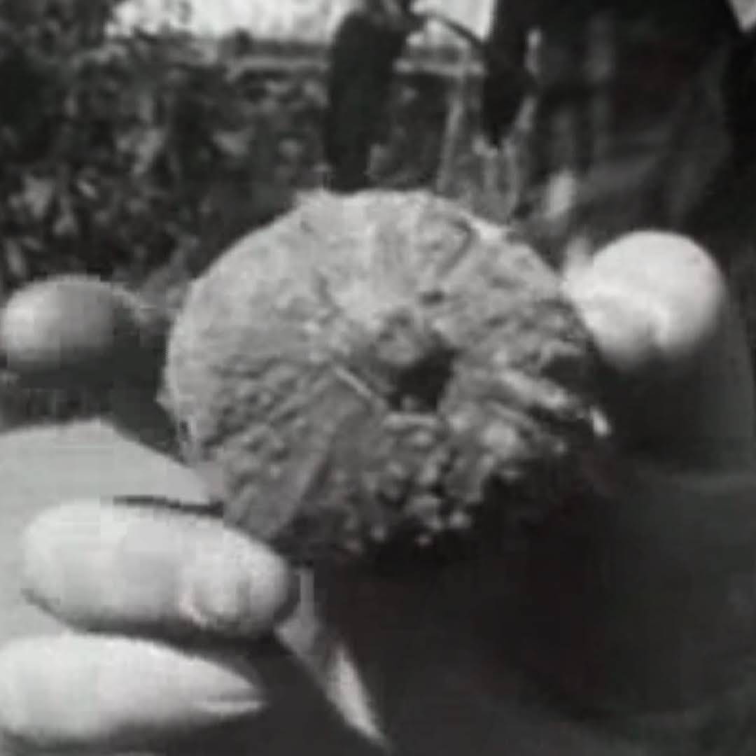 Post from Weird Explorer