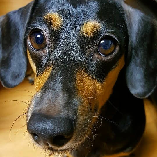 Post from 닥스훈트 훈트 Hund the Dachshund