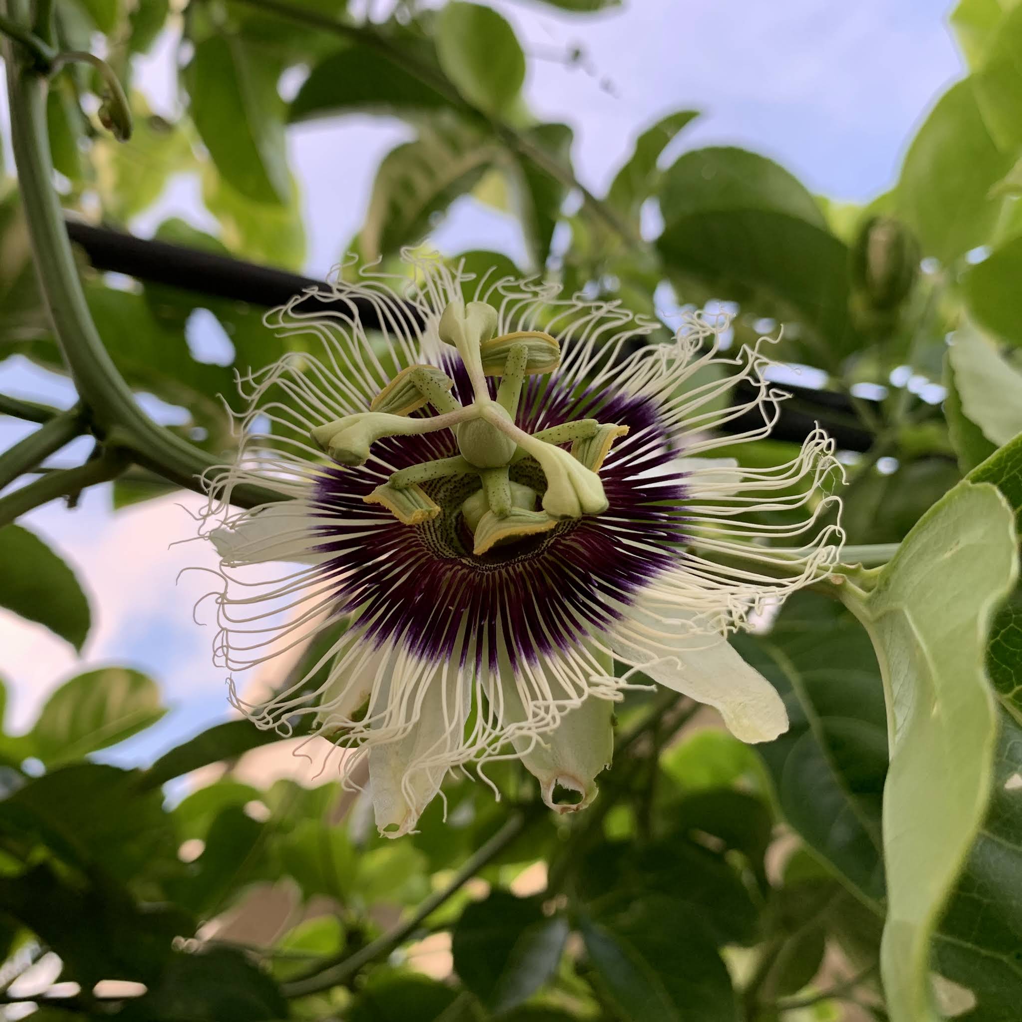 Post from Emmanuel Arce - The Ultimate Gardener