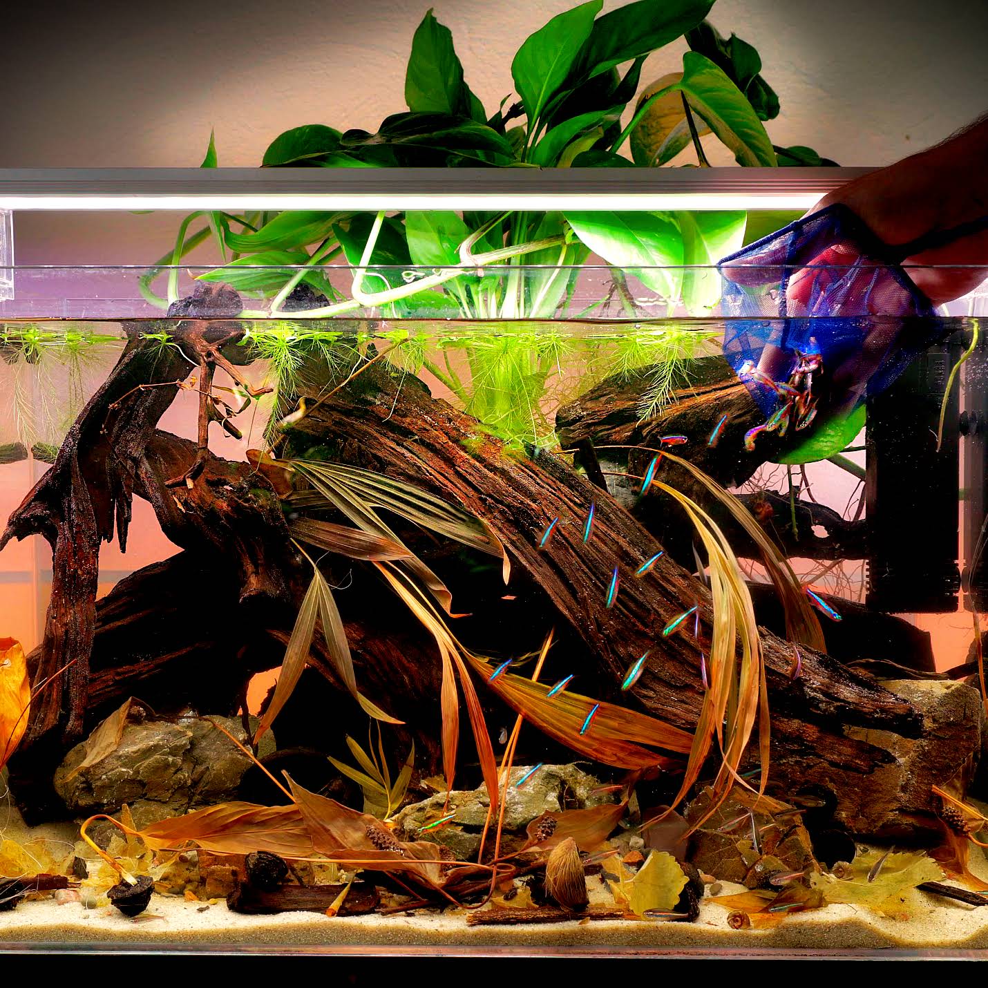 Post from MD Fish Tanks