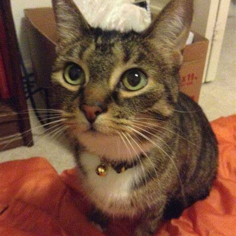 Post from Lord Raiyon