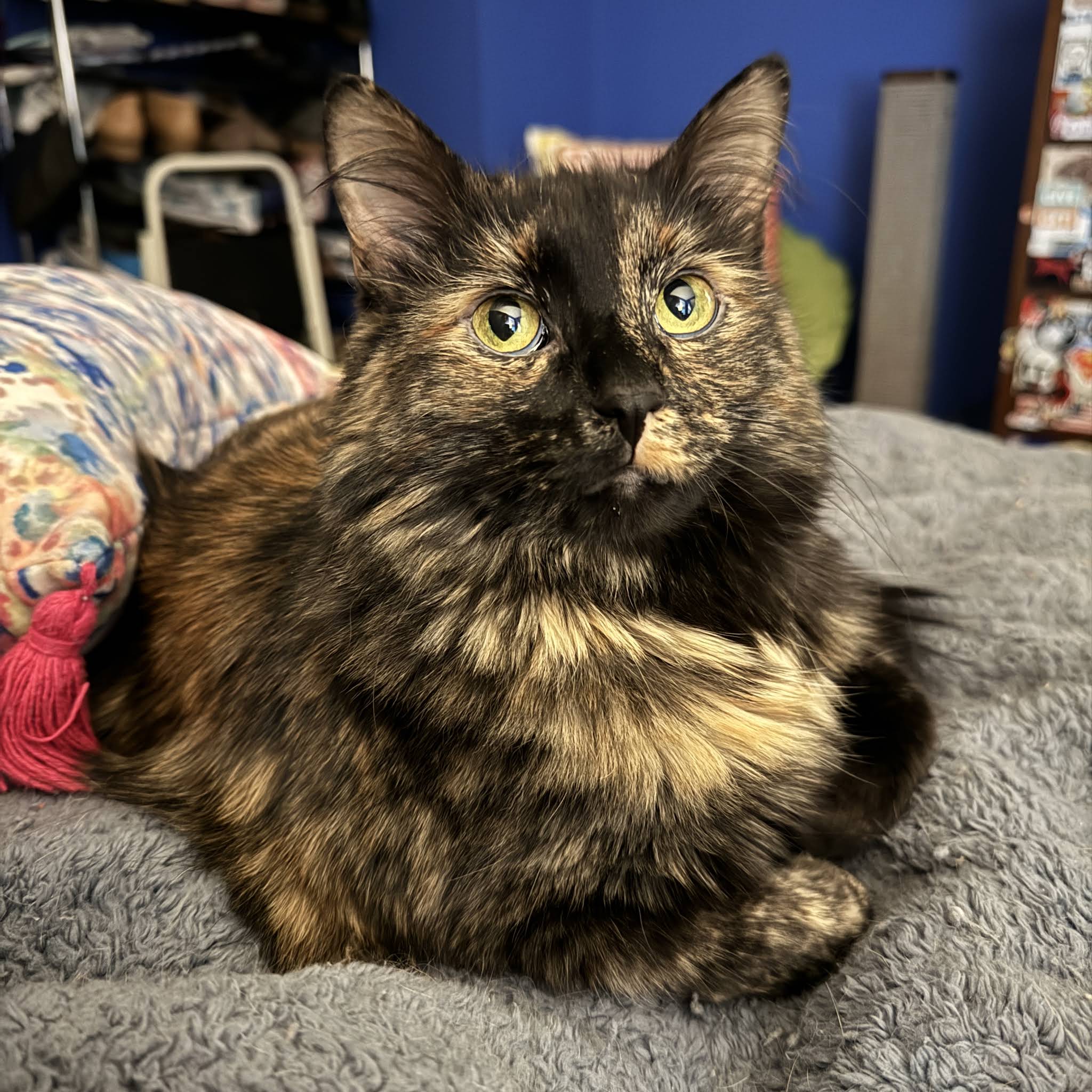 Post from Mauren | Cat Lady Tails