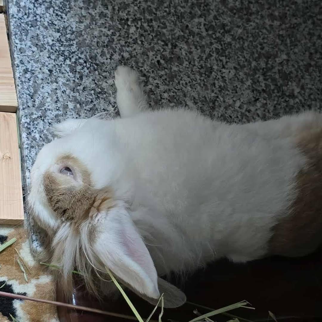 Post from Mofu, the Tokyo bunny!