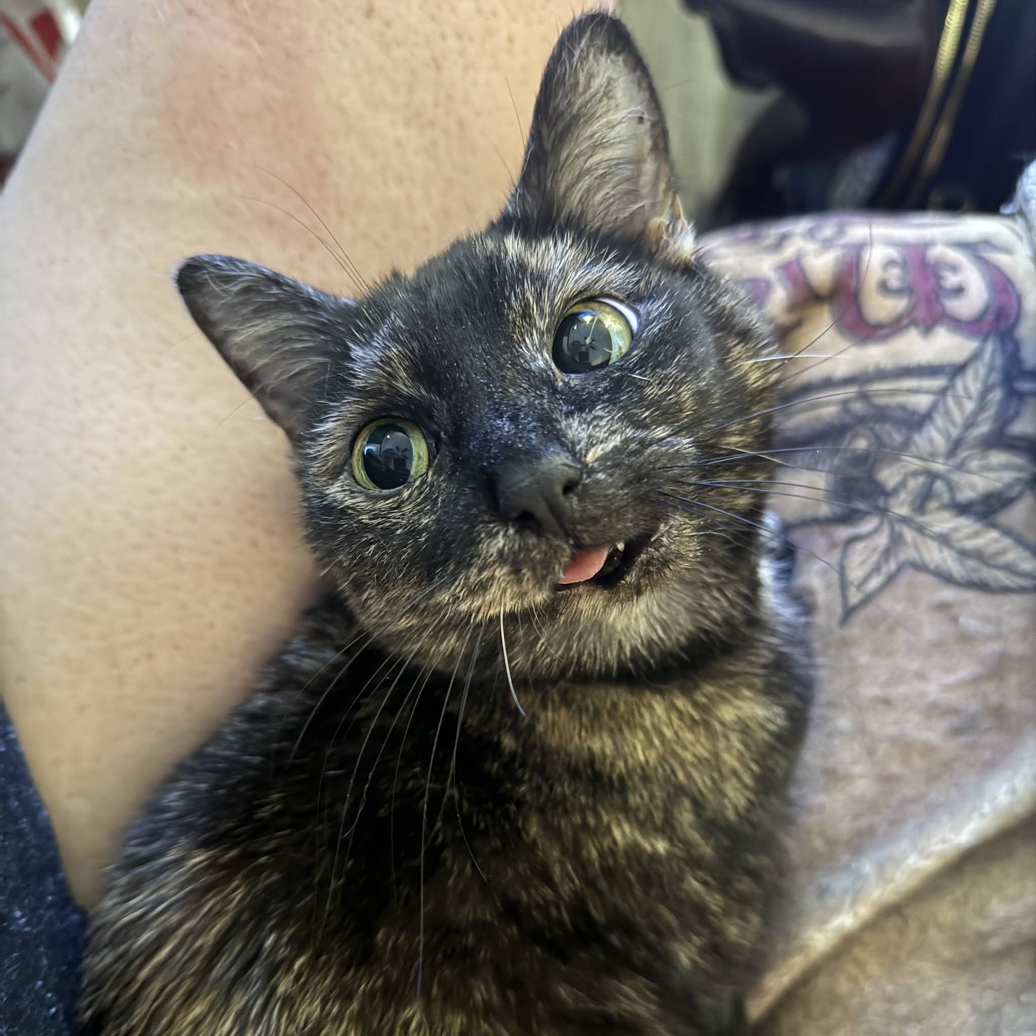 Post from Mauren | Cat Lady Tails